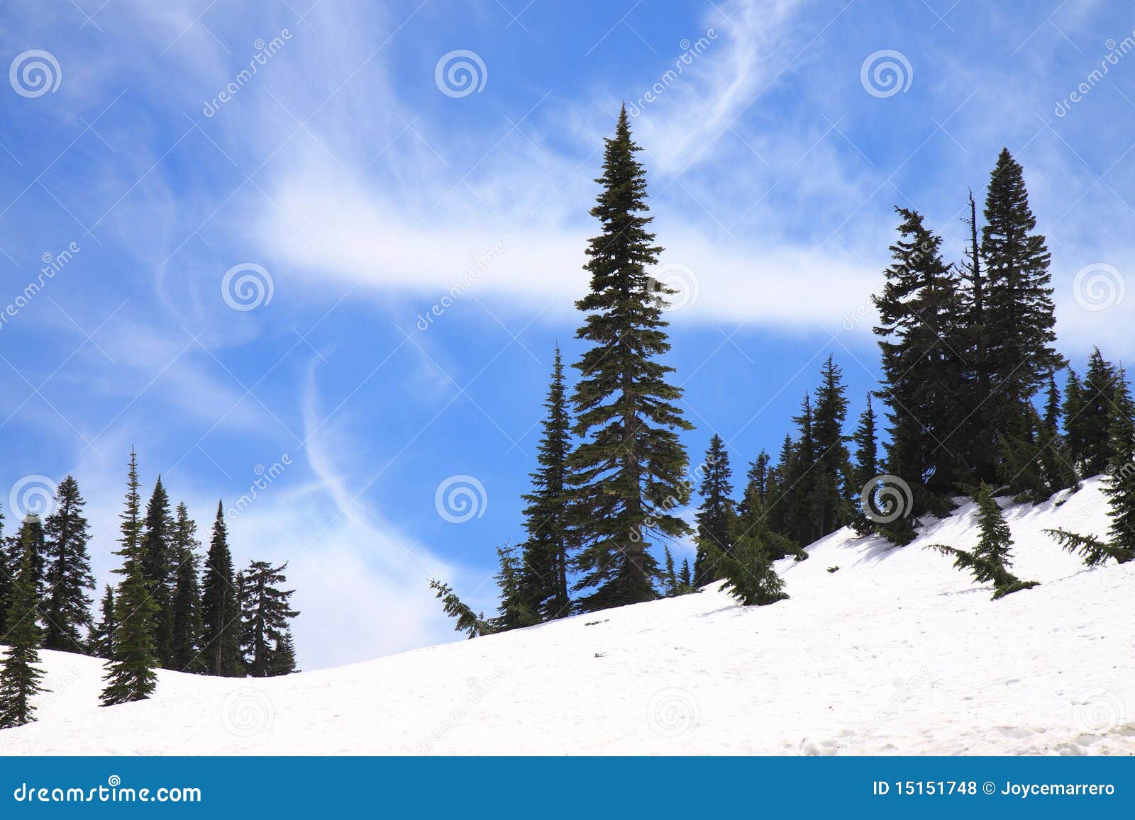 Snowy Mountain Ridge stock photo. Image of geology, conifers - 15151748
