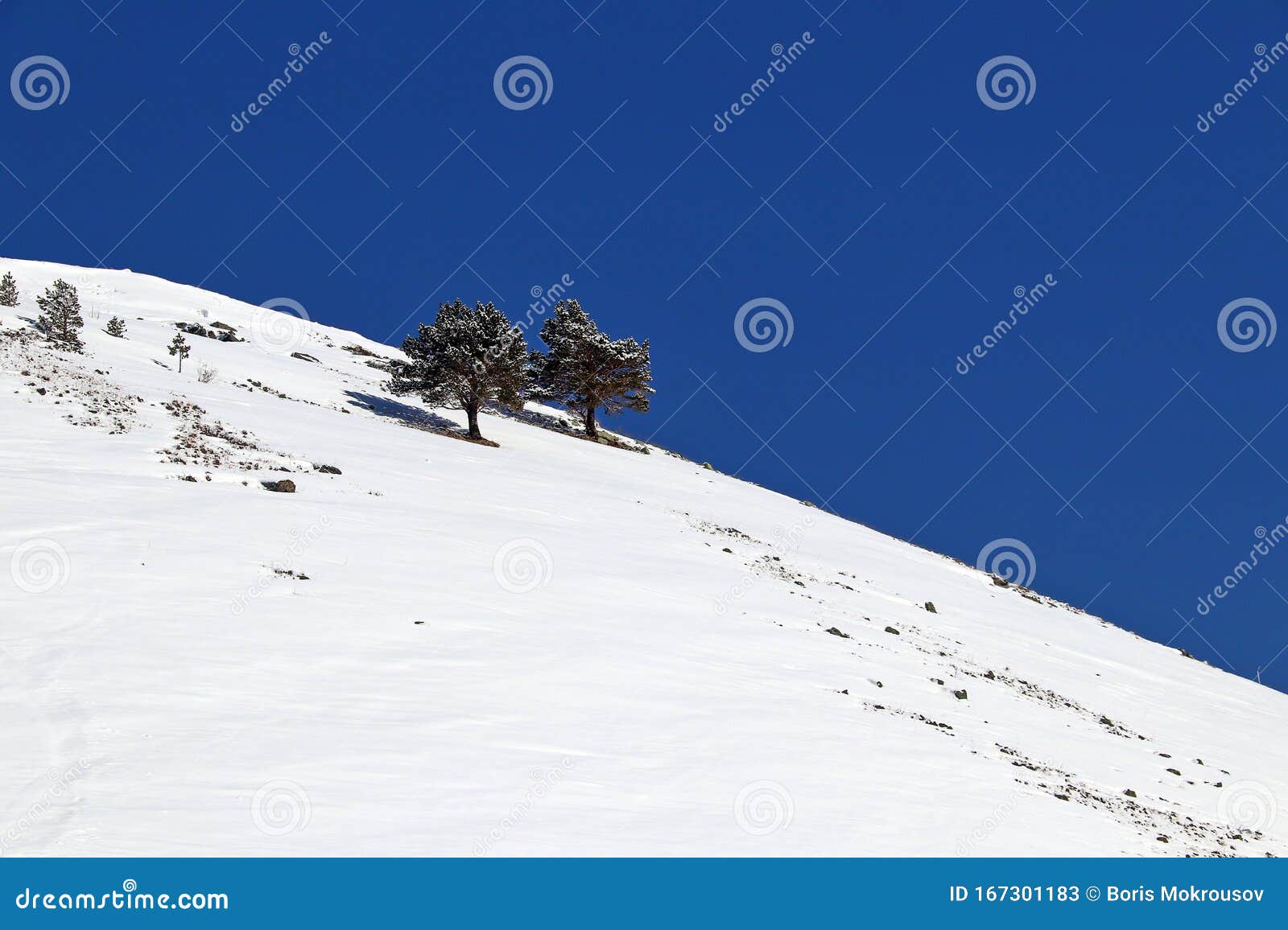 Snowy Mountain Side with Two Trees and Deep Blue Sky Stock Image ...