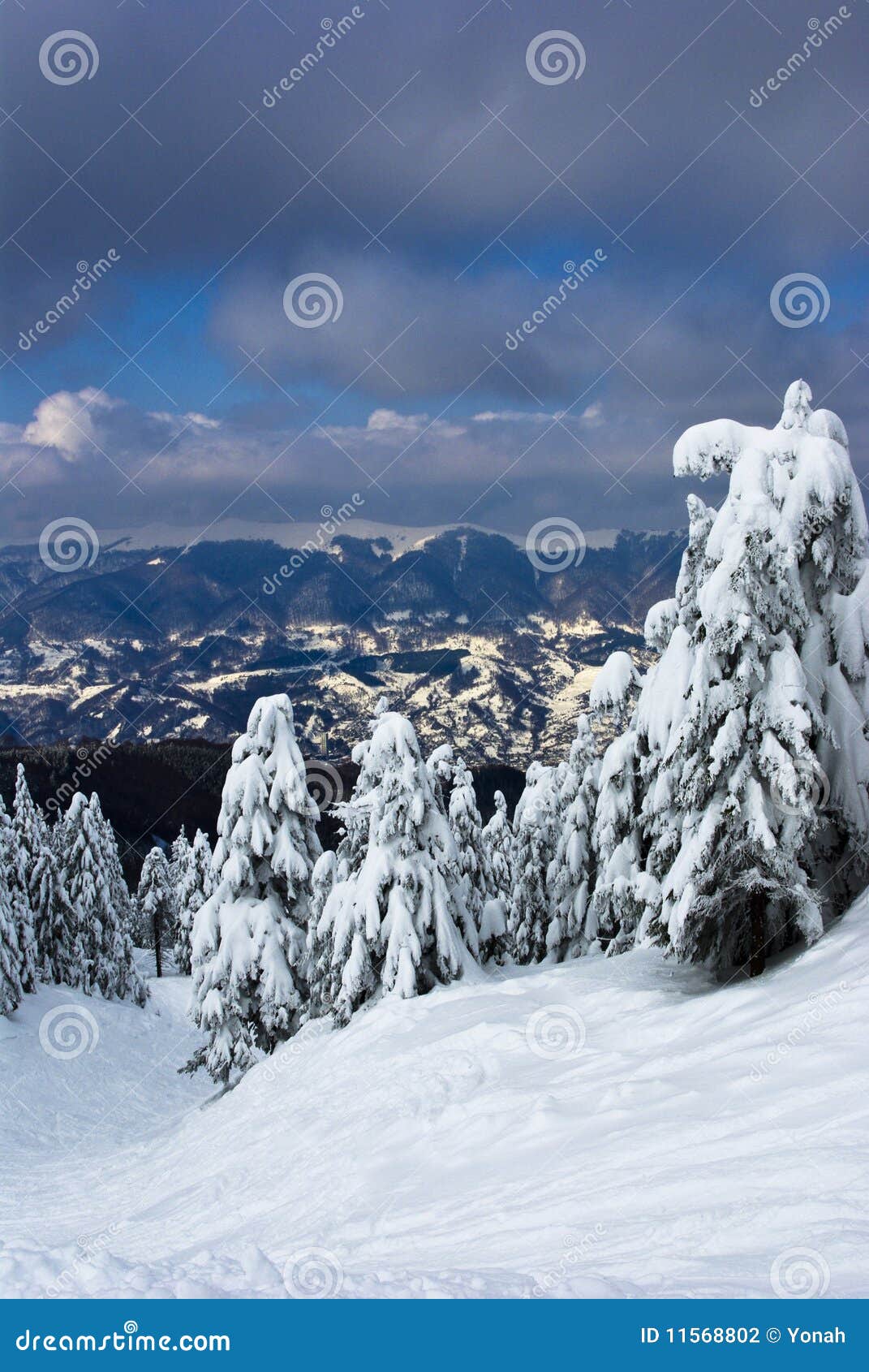 Snowy Mountains and Pine Trees Stock Illustration - Illustration of ...