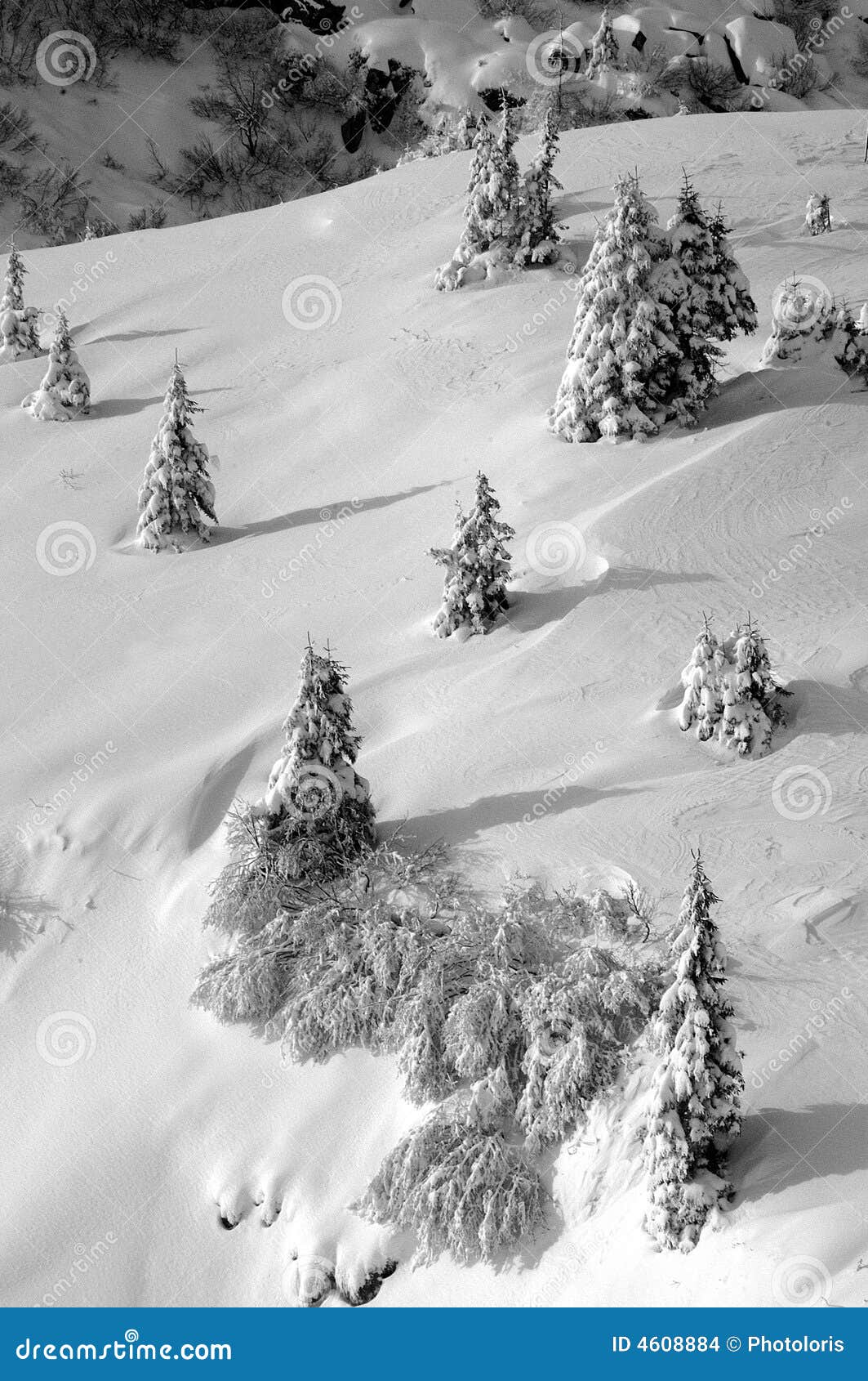 Snowy mountains with trees stock photo. Image of cold - 4608884