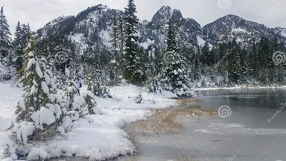 Snowy Mt. Baker, WA stock image. Image of tree, frost - 209063999
