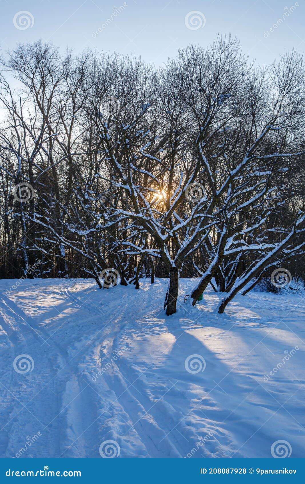 Snowy Nature. Sun through the Trees Stock Photo - Image of woods ...