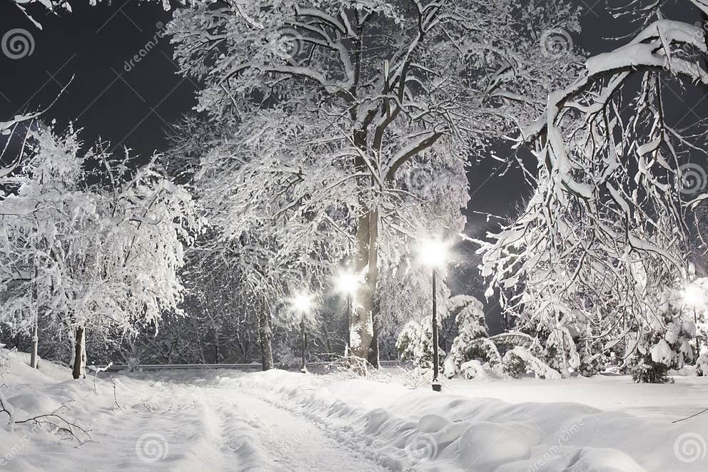Snowy night park stock photo. Image of light, illuminate - 29321894