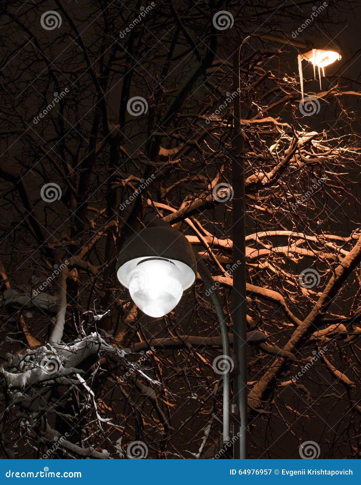 Snowy Night Tree and Lantern in Its Braches. Dark Light Stock Image ...