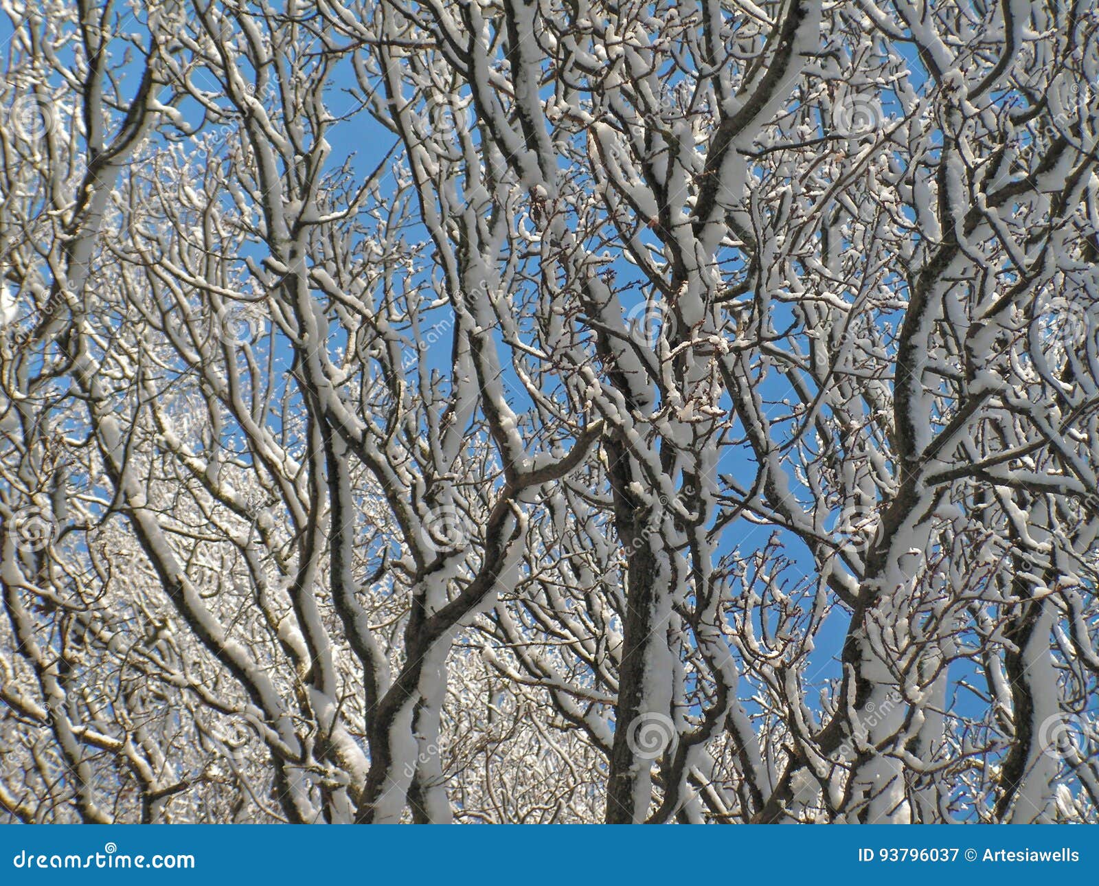 Snowy oak branches stock image. Image of closeup, winter - 93796037