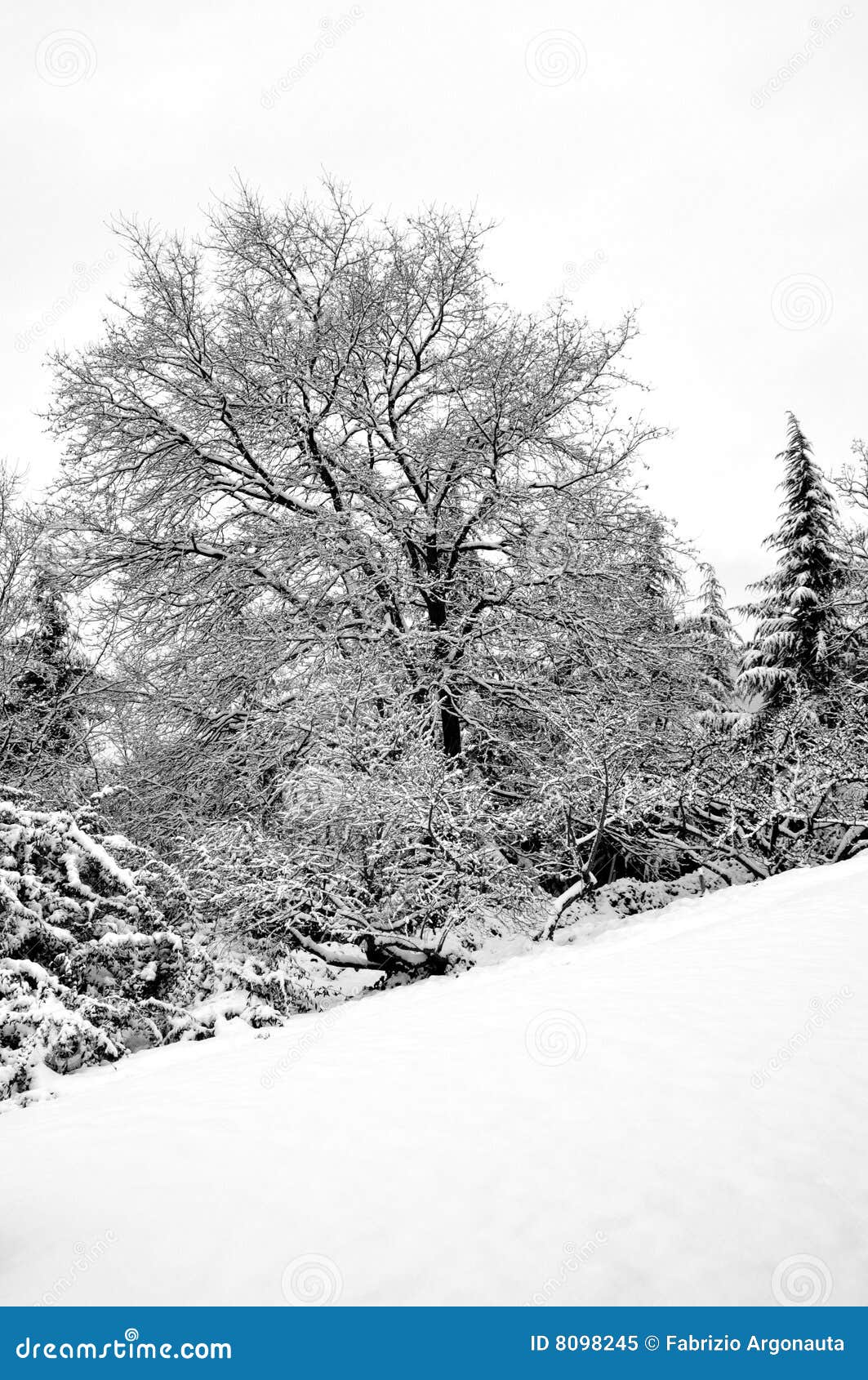 Snowy oak tree stock image. Image of season, time, tranquil - 8098245