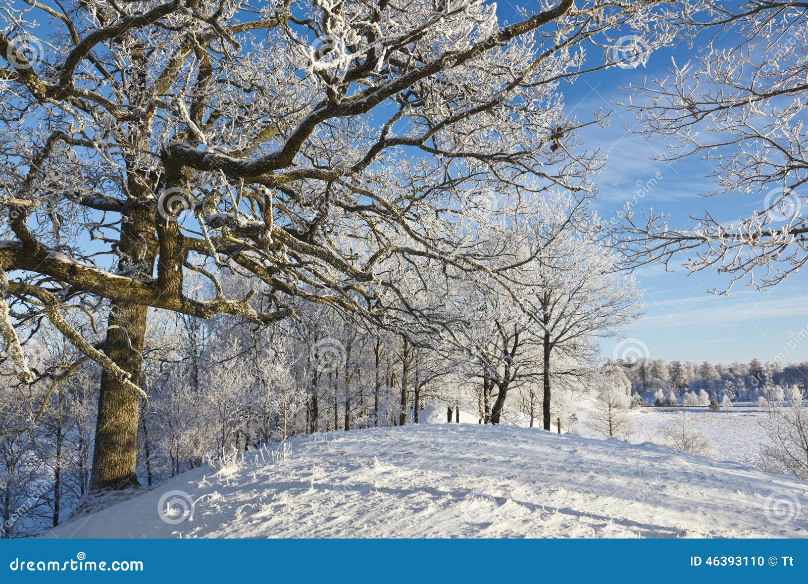 Snowy old Oak tree stock photo. Image of tranquil, twig - 46393110