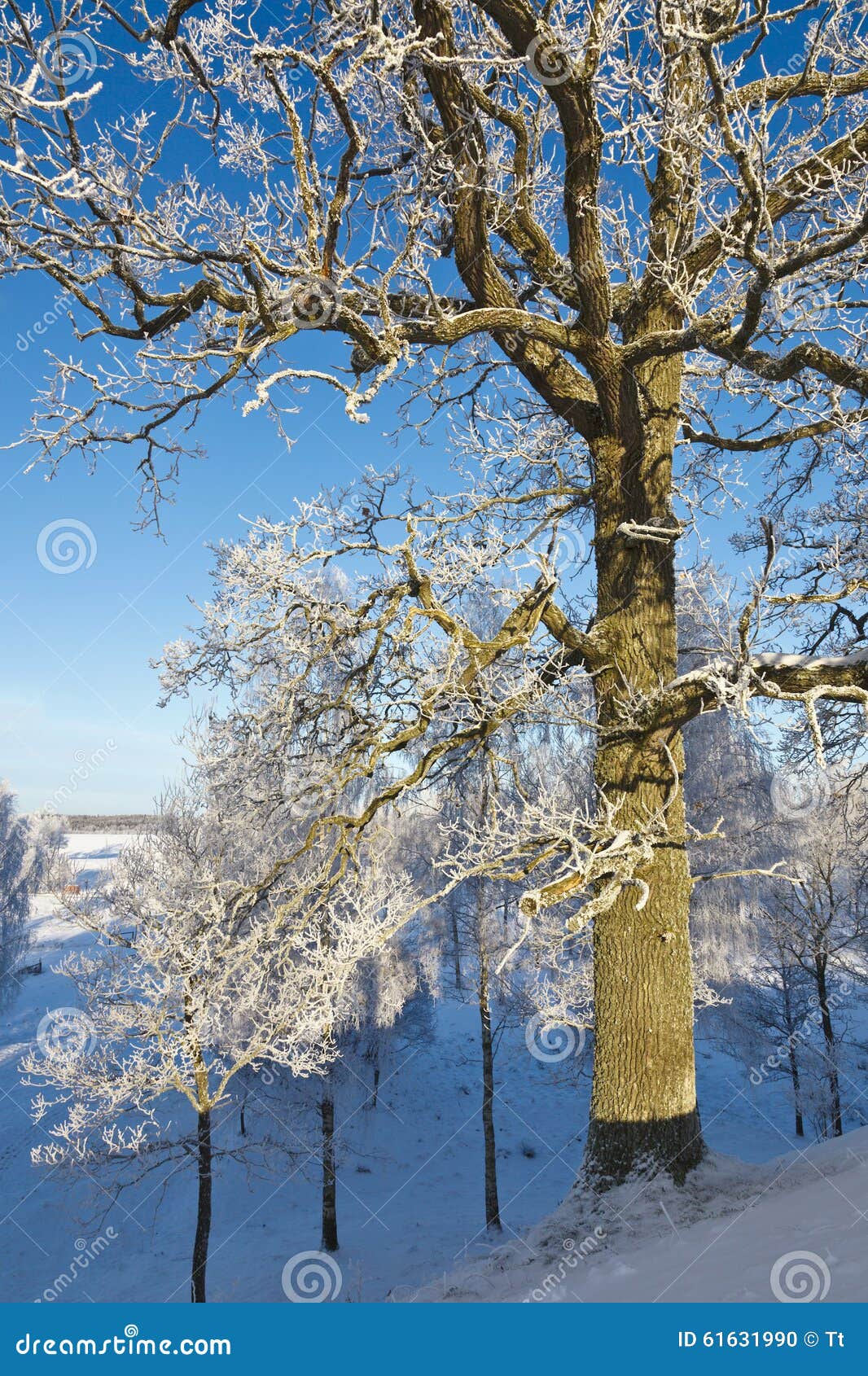 Snowy old Oak tree stock photo. Image of hoarfrost, tranquil - 61631990