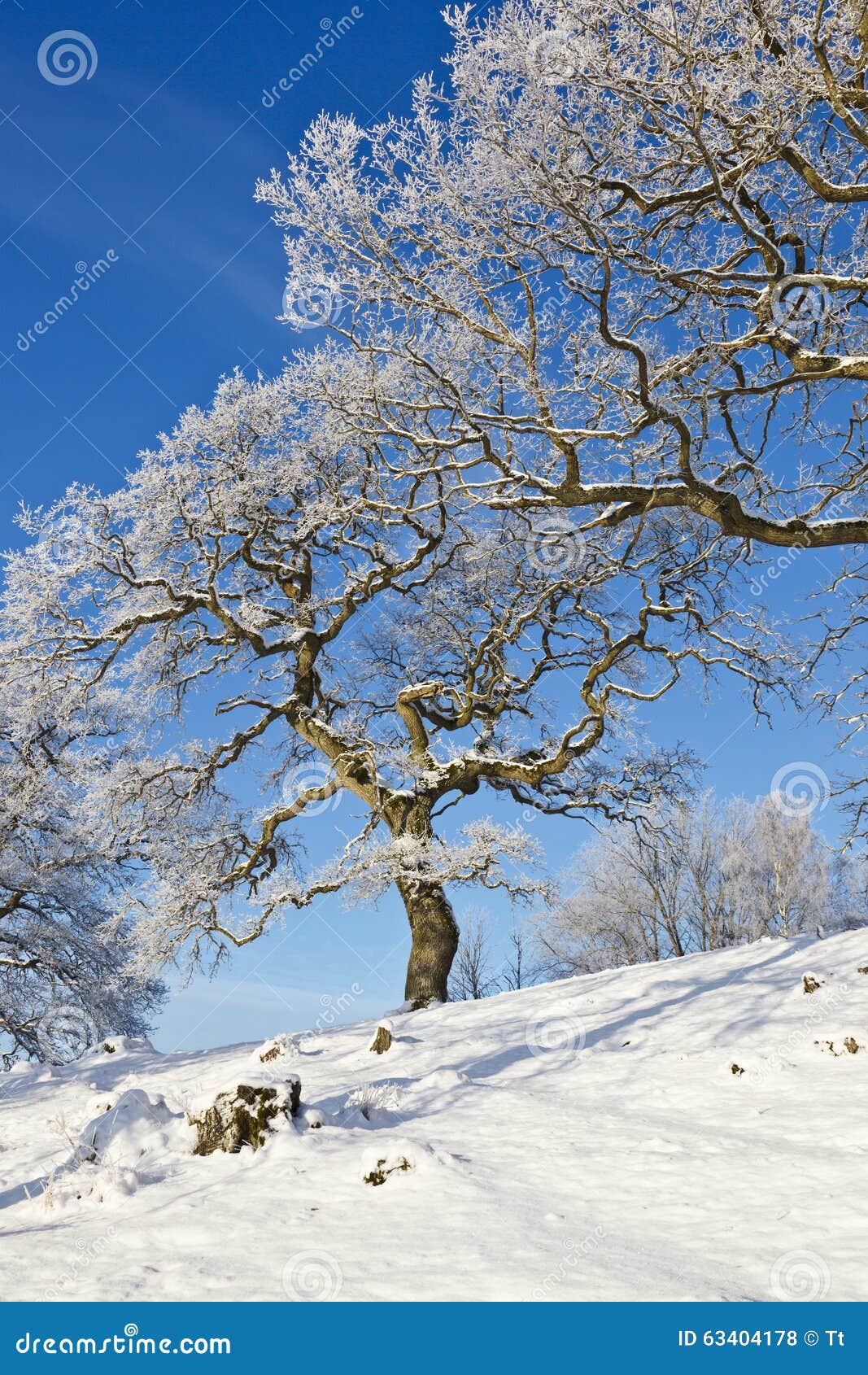 Snowy old Oak tree stock photo. Image of scenery, beauty - 63404178