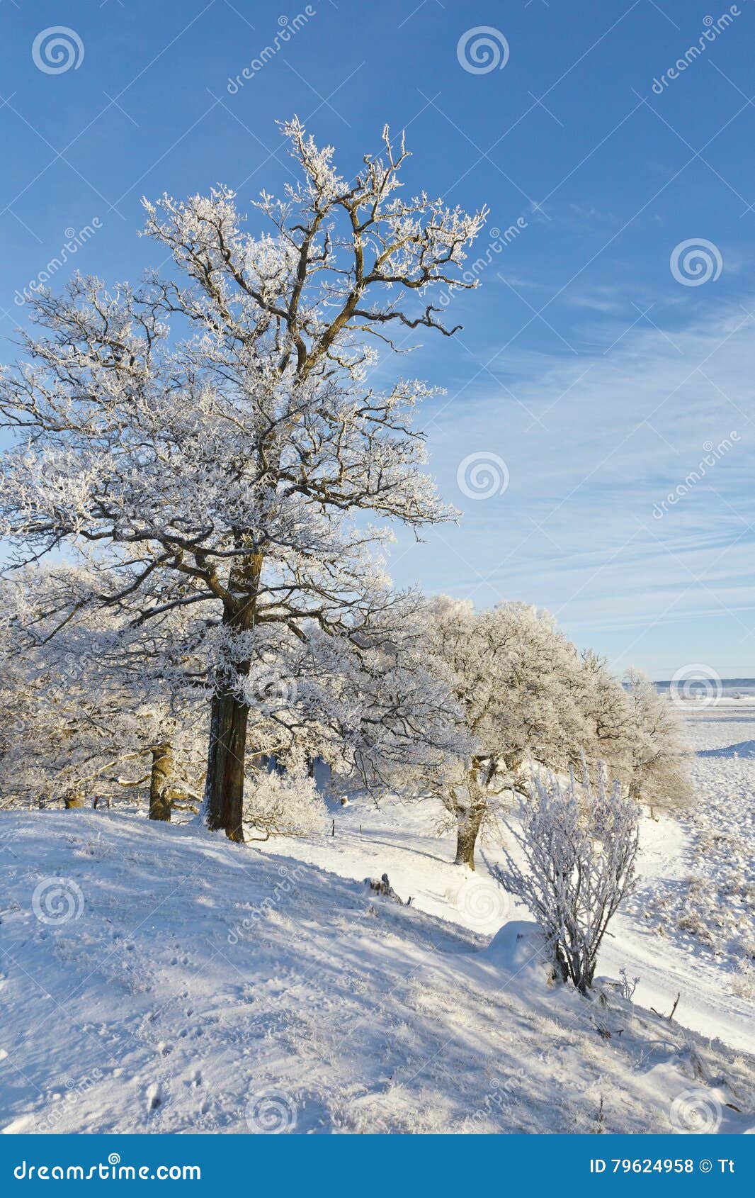 Snowy old Oak tree stock photo. Image of calm, countryside - 79624958