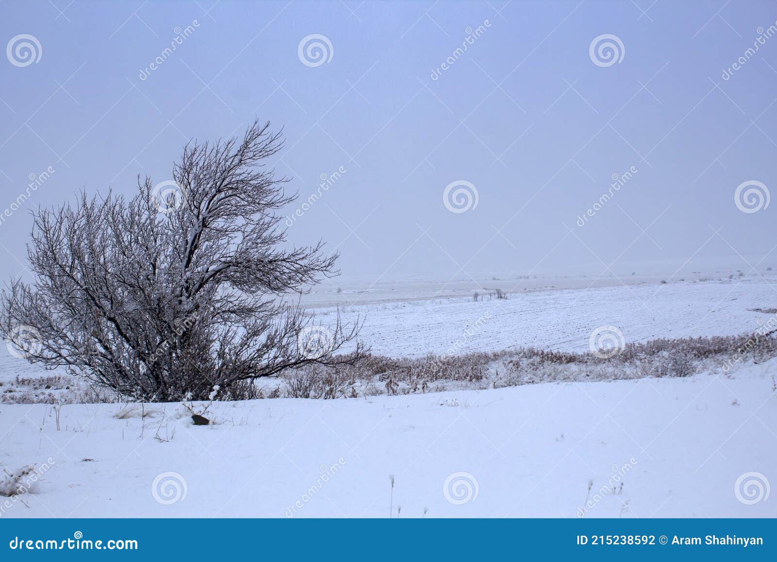 Snowy open field stock photo. Image of nature, environment - 215238592