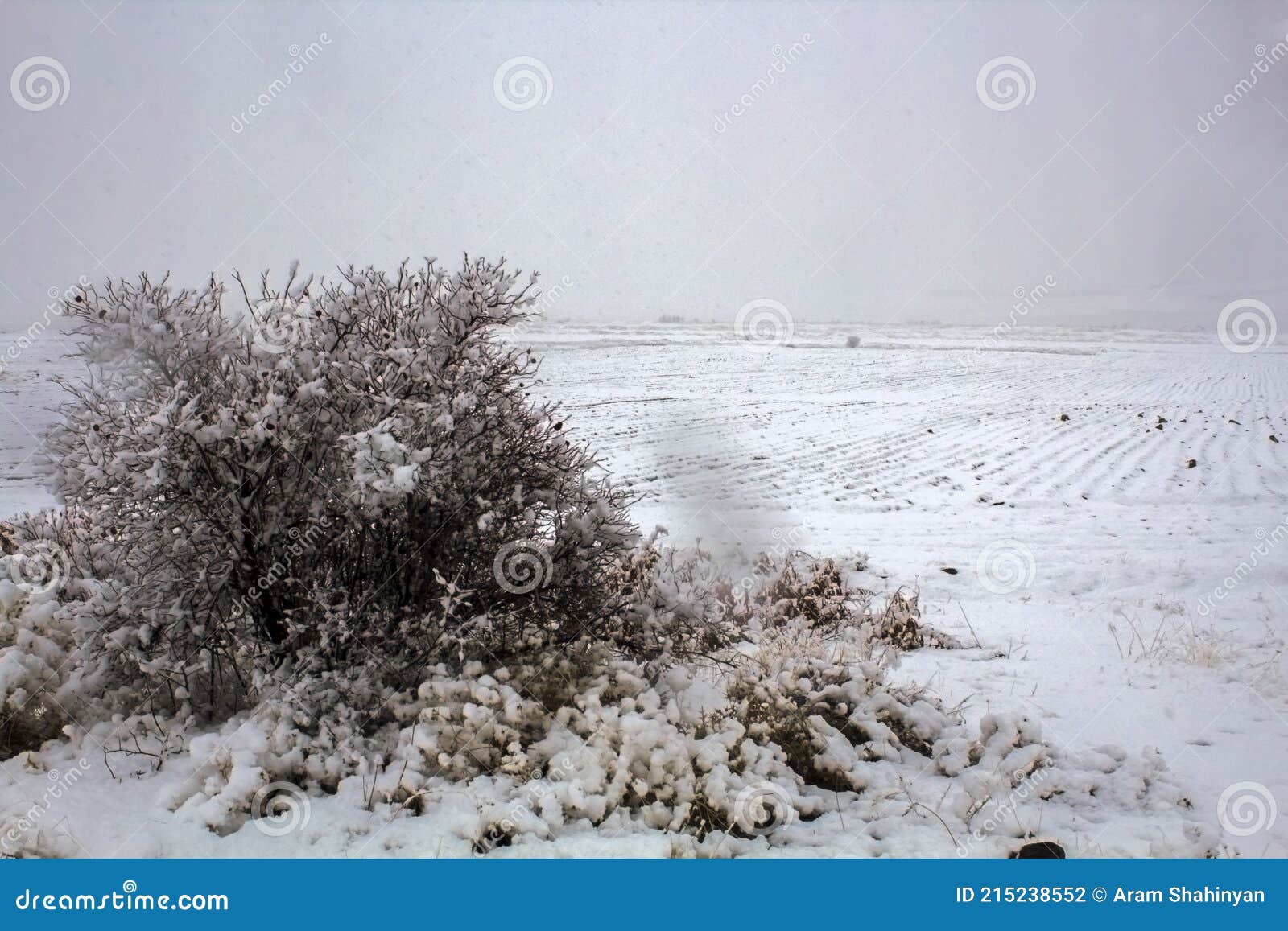 Snowy open field stock photo. Image of park, frozen - 215238552