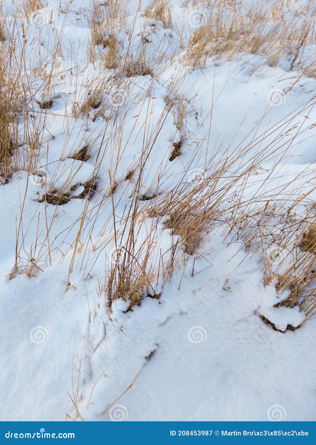 Snowy Open Field and Grass Under the Snow Stock Image - Image of rural ...