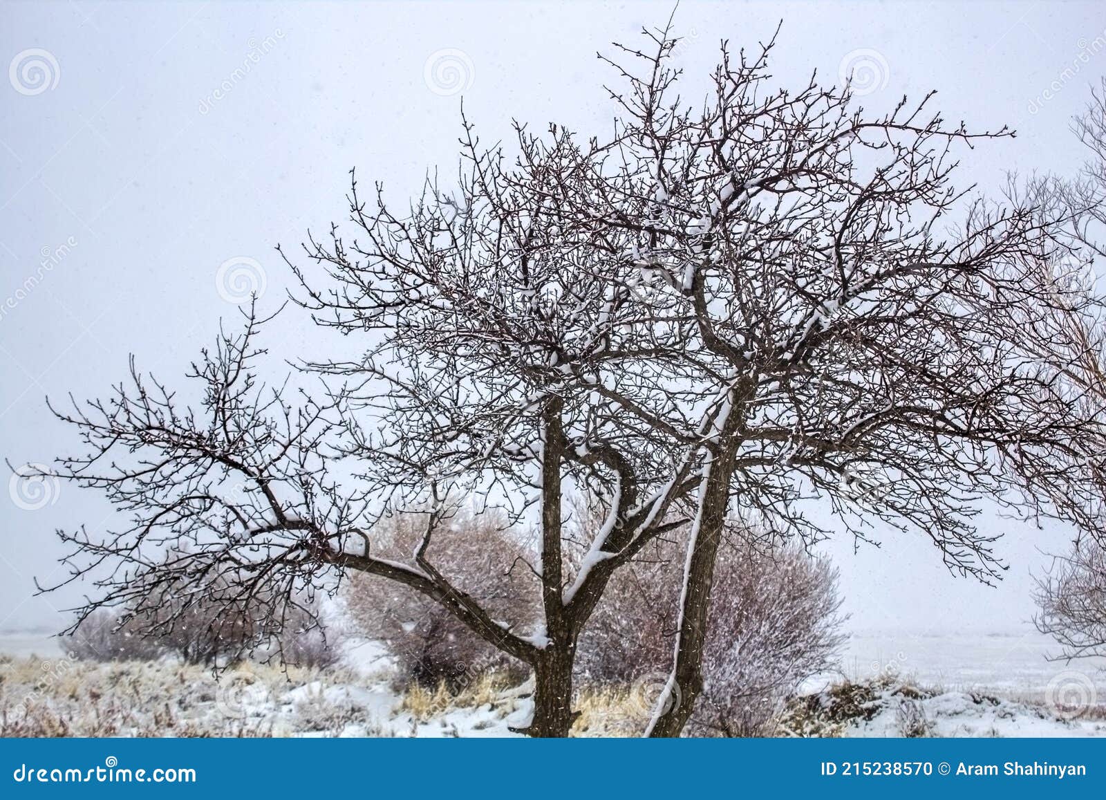 Snowy open field stock photo. Image of sunny, open, field - 215238570