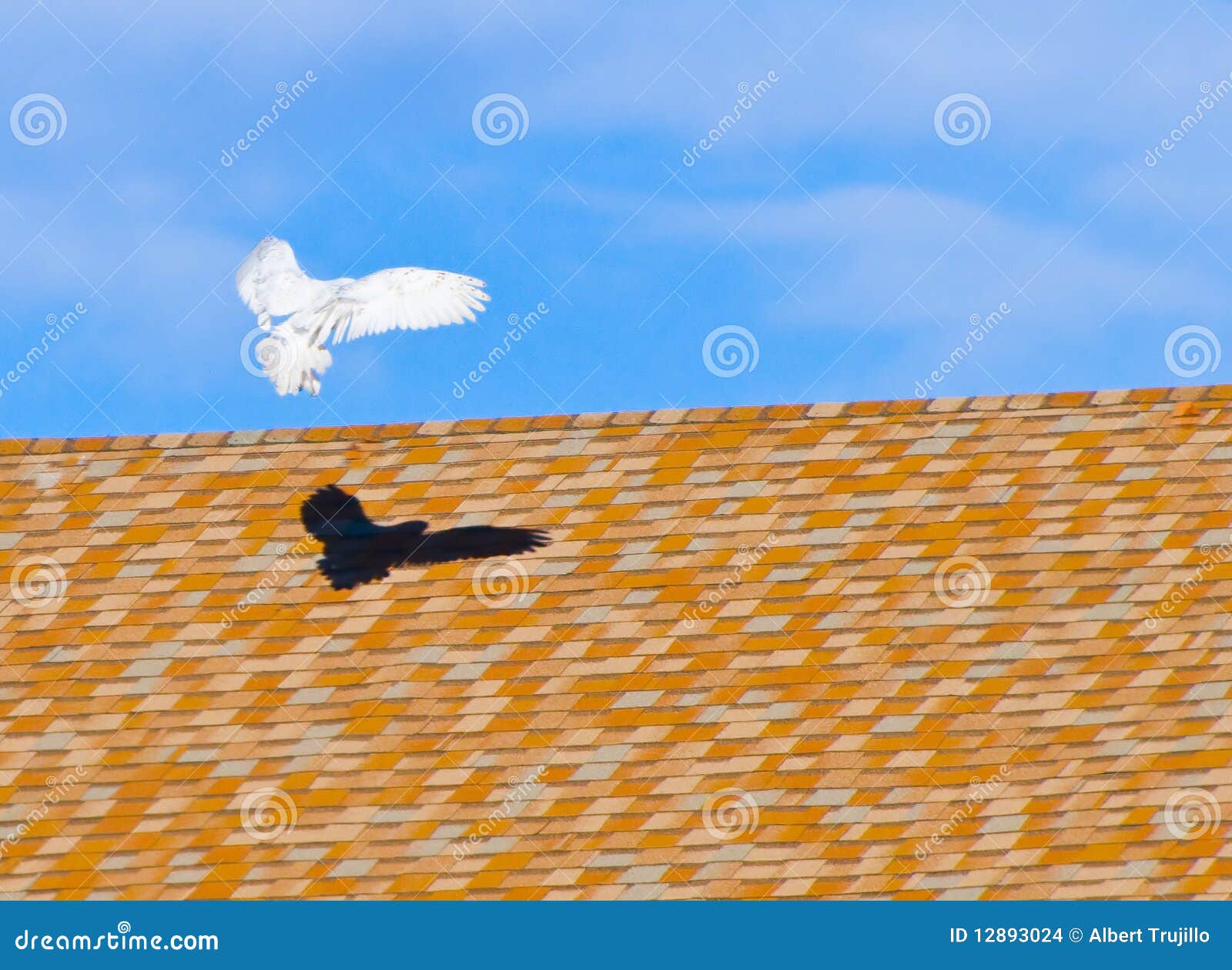 Snowy Owl stock photo. Image of snowy, predator, white - 12893024
