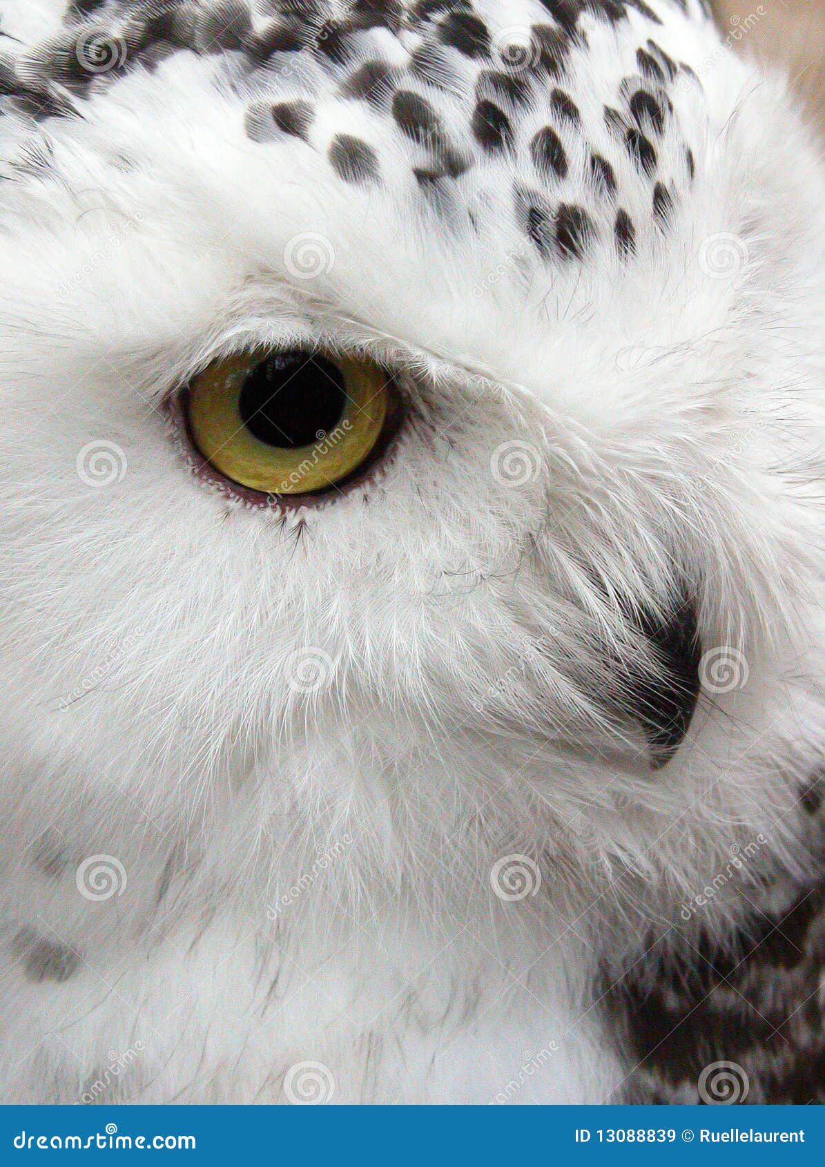 Snowy owl stock image. Image of beak, concentrated, feathers - 13088839