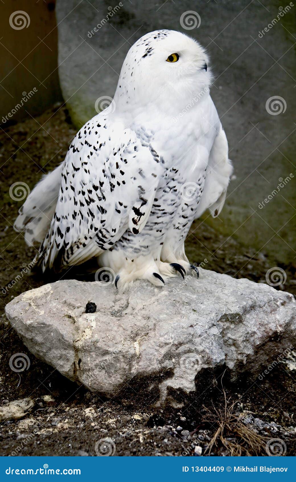 Snowy owl 2 stock image. Image of north, claw, snow, species - 13404409