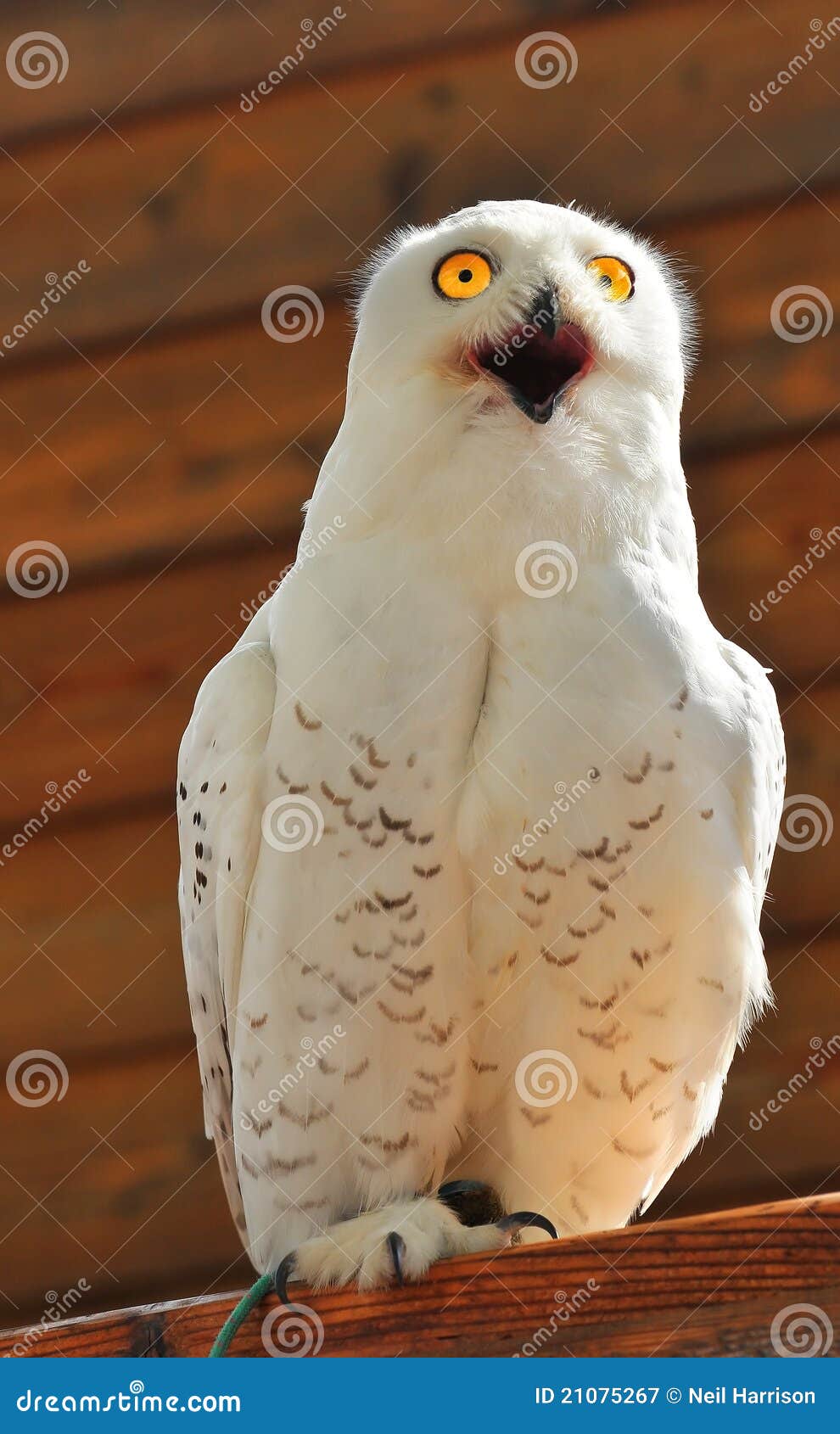 Snowy Owl stock image. Image of prey, white, raptor, beak - 21075267