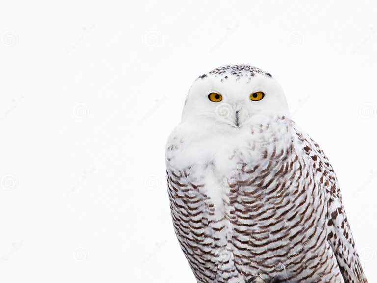 Snowy Owl stock image. Image of type, bill, wildlife, birds - 8877135