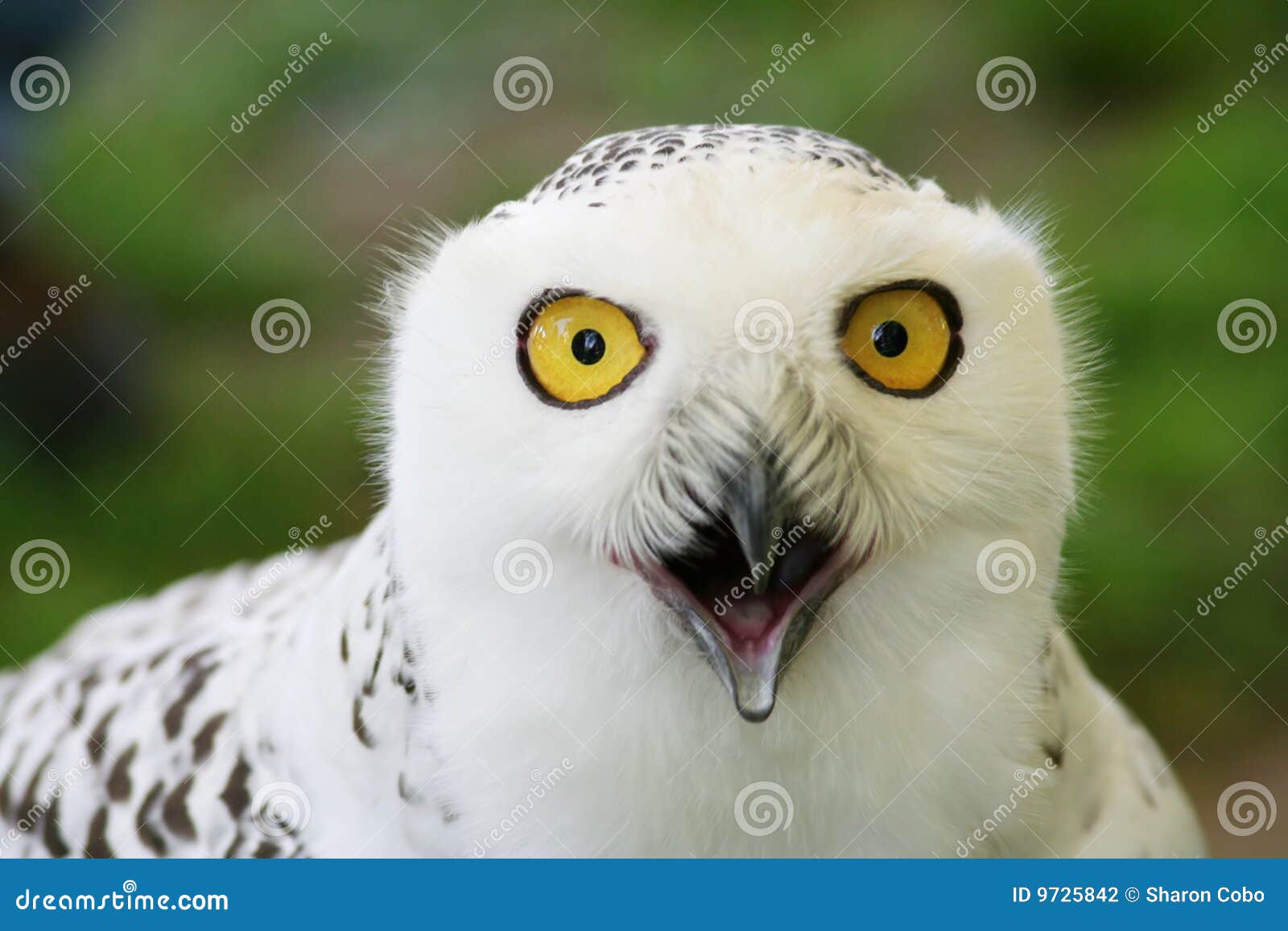 Snowy Owl stock photo. Image of weird, smart, scary, snowy - 9725842