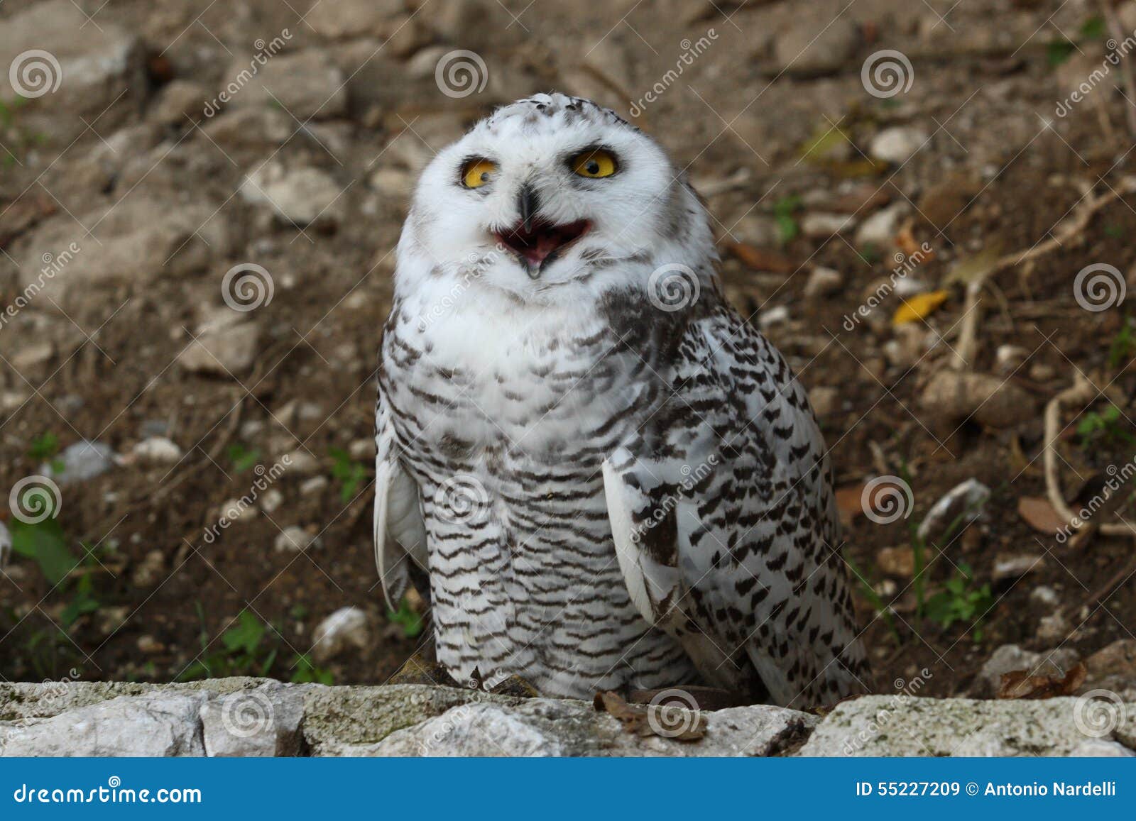 Snowy owl stock image. Image of flying, predator, feathers - 55227209