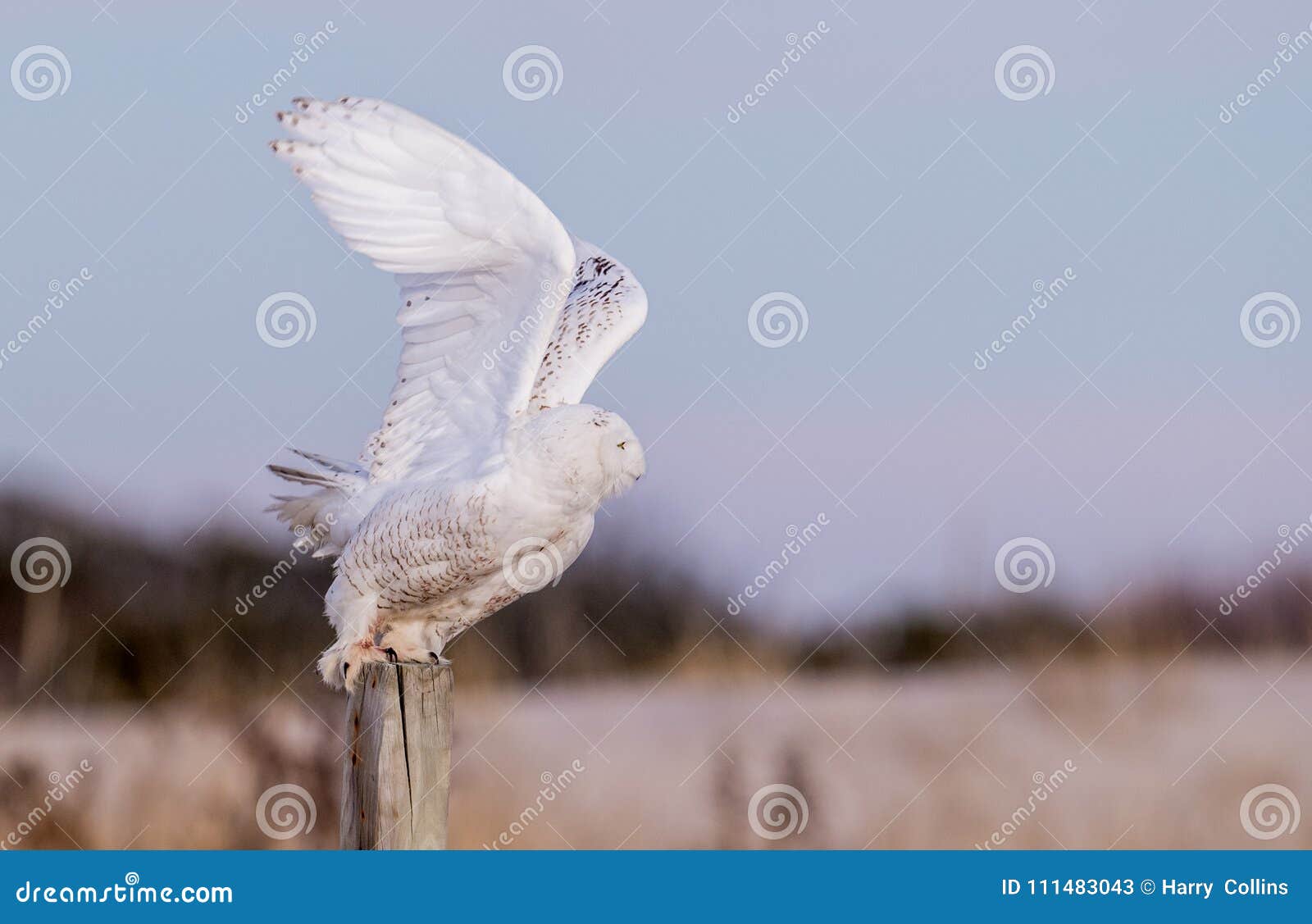 Snowy Owl at the Beach stock image. Image of great, bald - 111483043