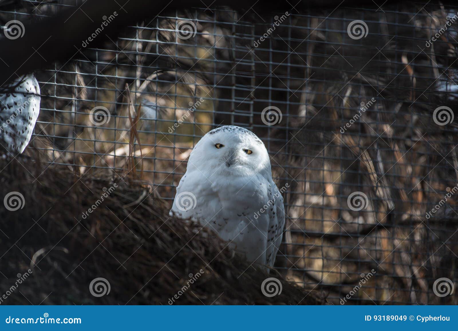 Snowy owl close up stock image. Image of fence, feathers - 93189049
