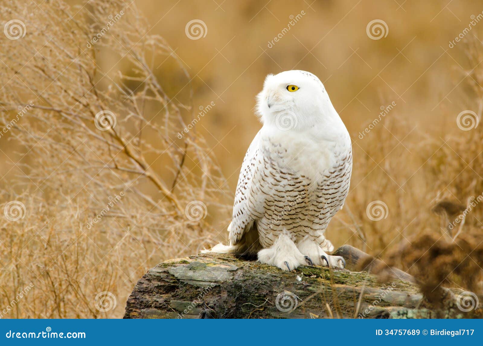 Snowy Owl Fall Color Background Stock Photos - Free & Royalty-Free ...