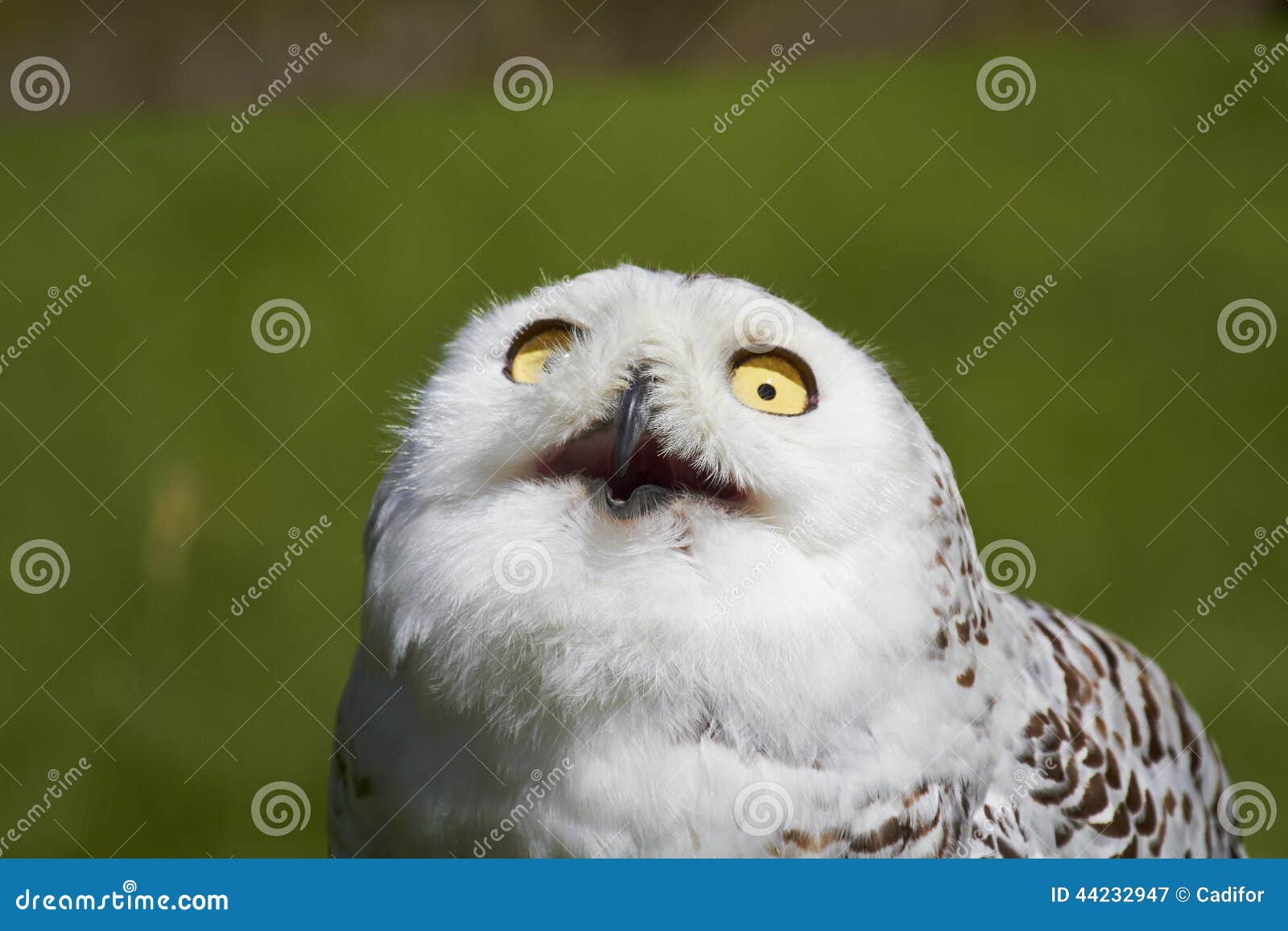 Snowy owl stock image. Image of head, snowy, eyes, feathers - 44232947
