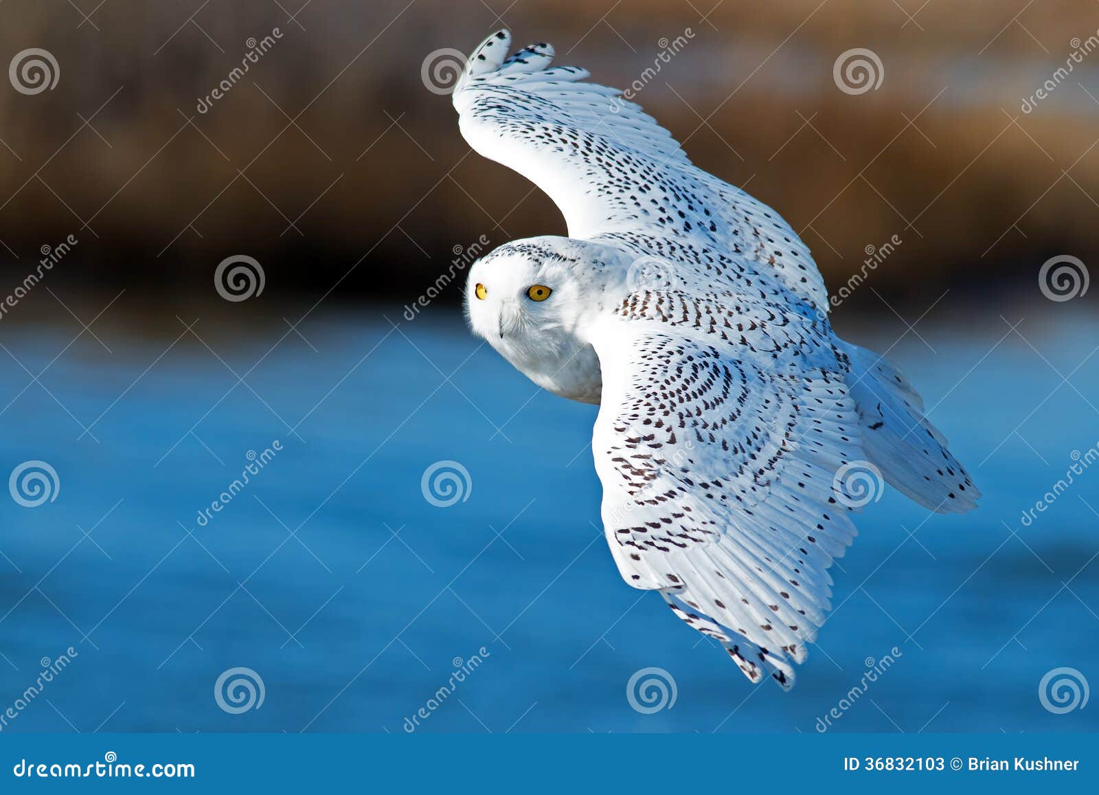 Snowy Owl stock image. Image of bubo, peekaboo, flight - 36832103