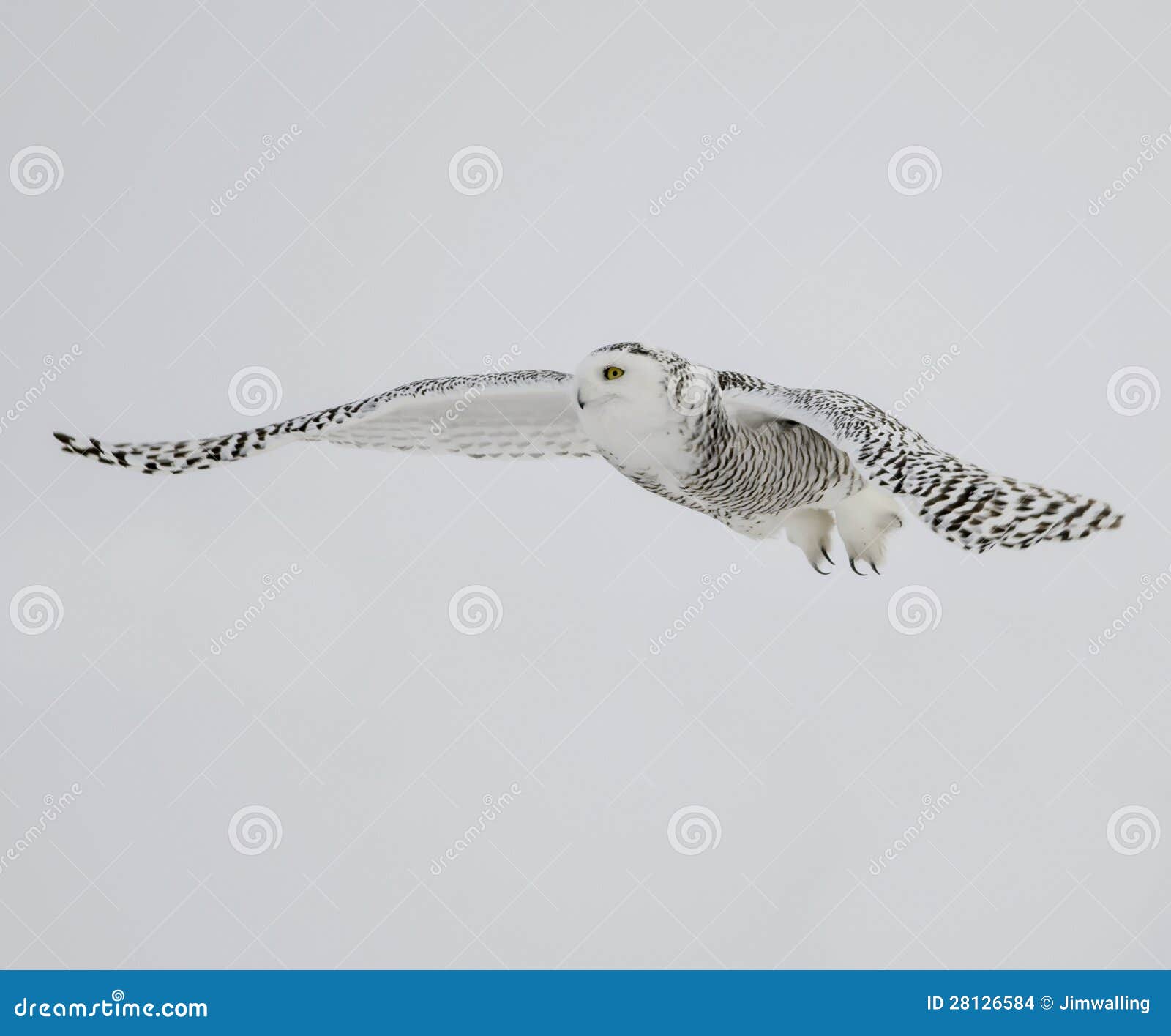 Royalty Free Images, Cartoons, Illustrations And Photos Designed By ...