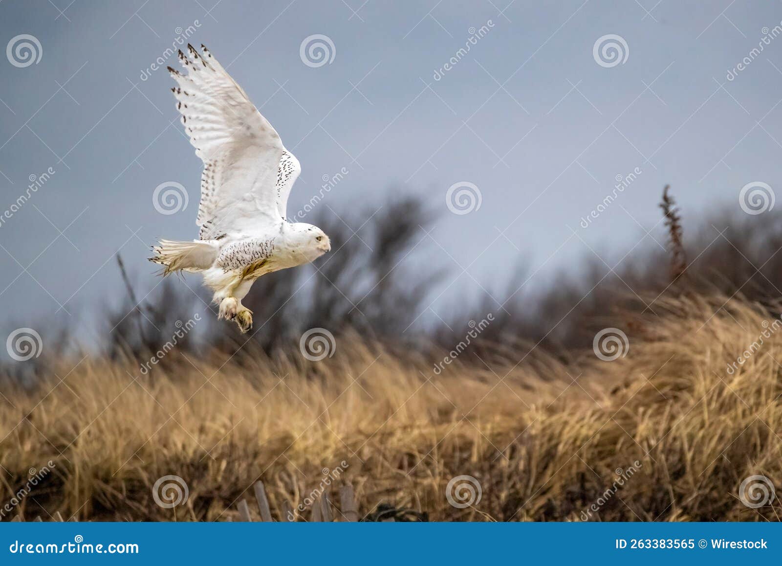 Snowy Owl Flying Over Dry Grass. Stock Image - Image of flying, nature ...