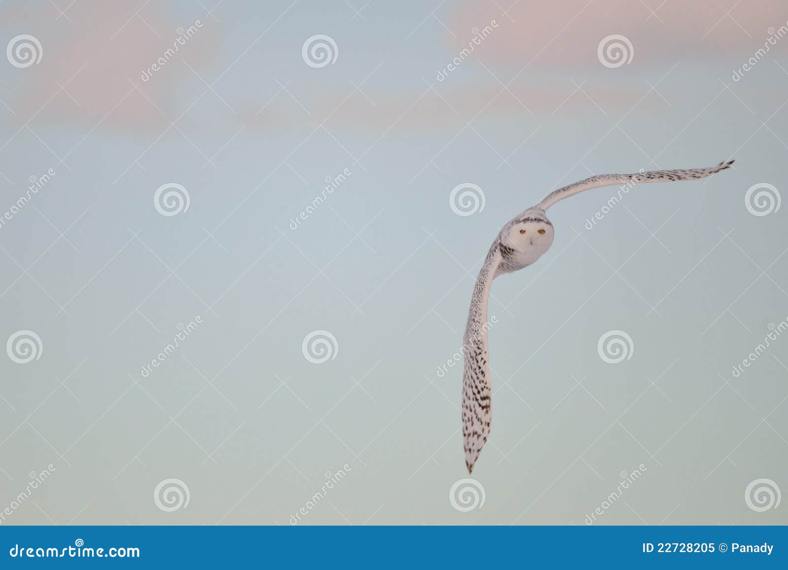 Snowy Owl flying at sunset stock image. Image of prey - 22728205