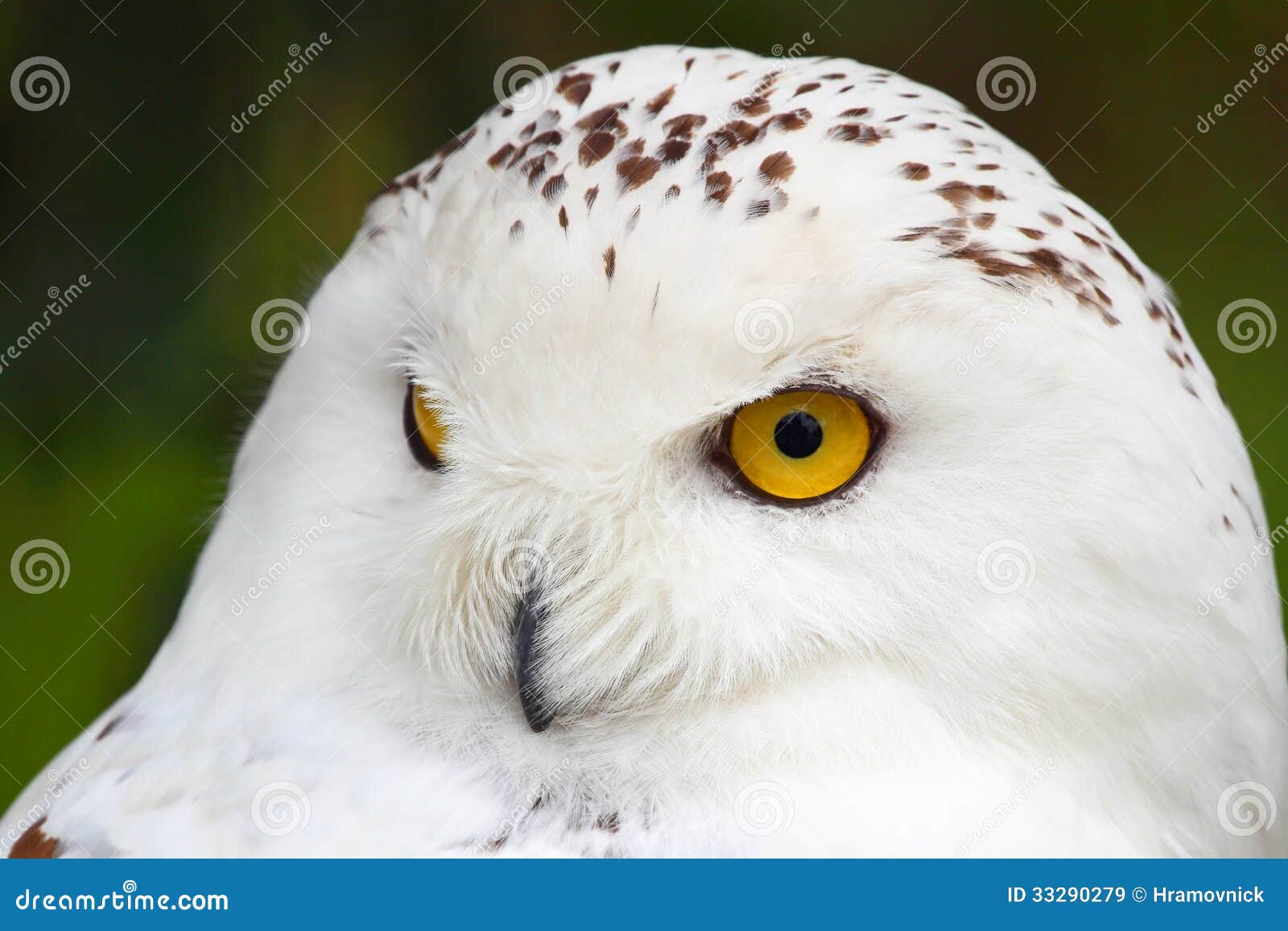 Snowy owl stock image. Image of yellow, fantasy, vision - 33290279