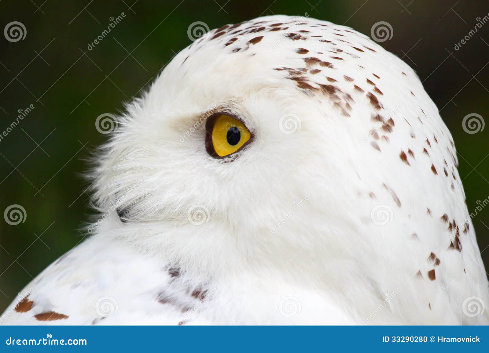 Snowy owl stock photo. Image of portrait, fairy, fantasy - 33290280
