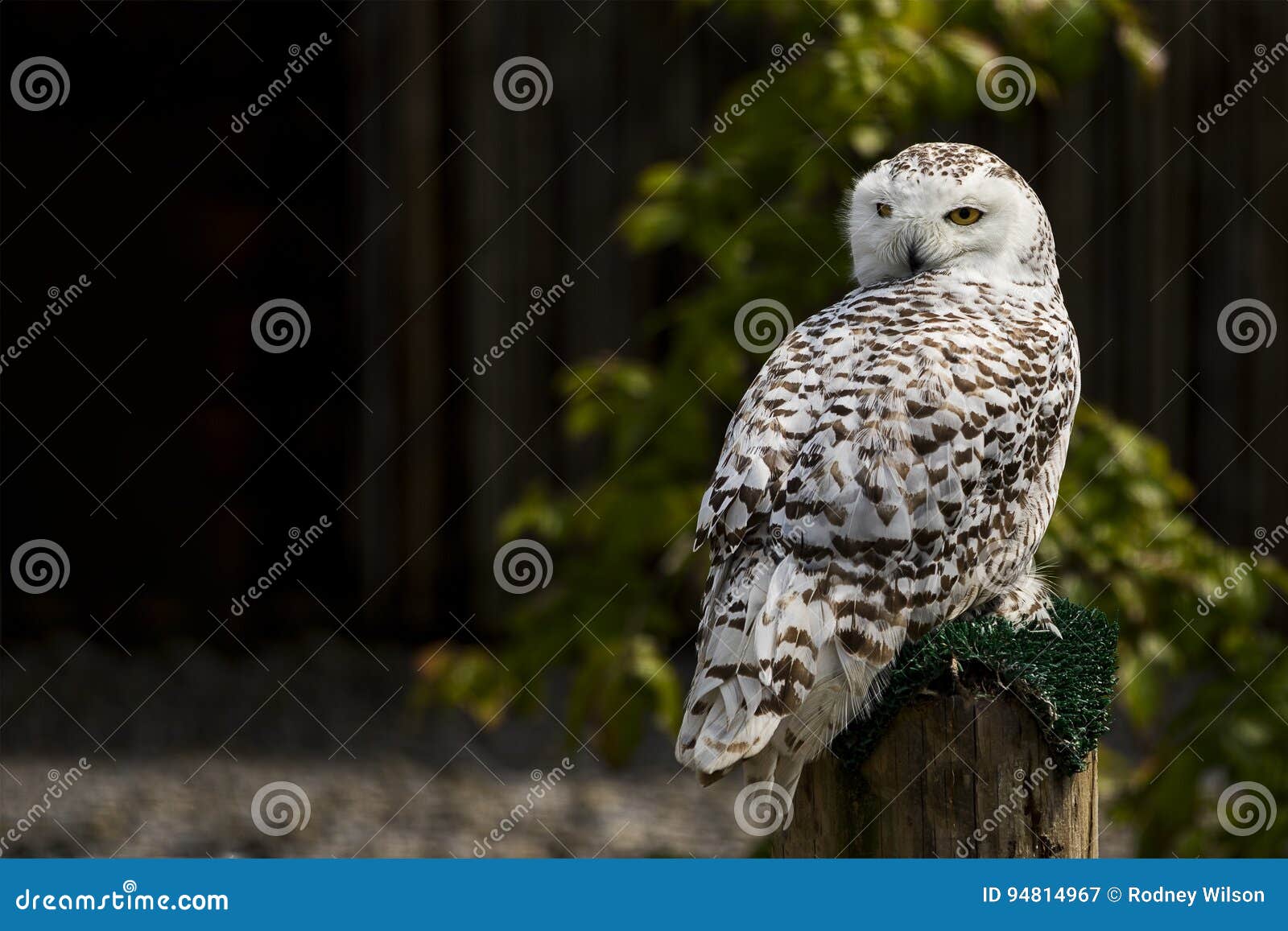Snowy Owl on his Perch stock image. Image of snow, field - 94814967