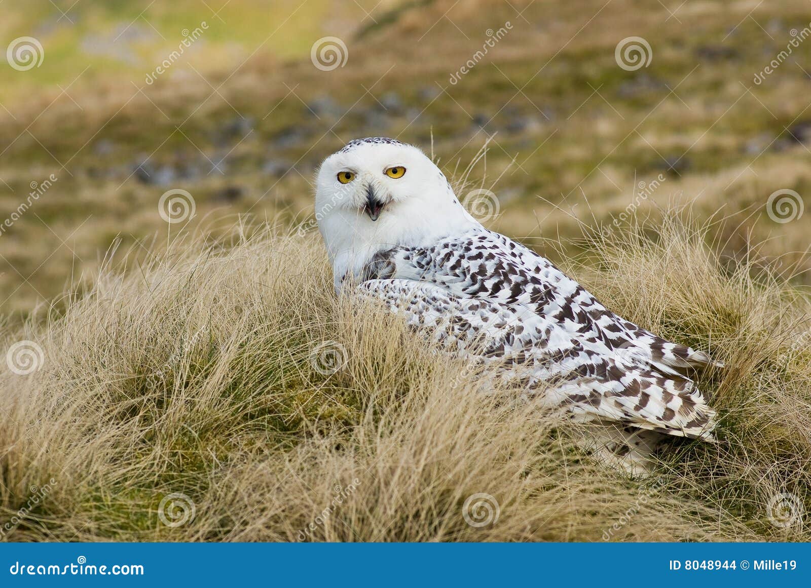 Snowy Owl (landscape) stock photo. Image of wildlife, prey - 8048944