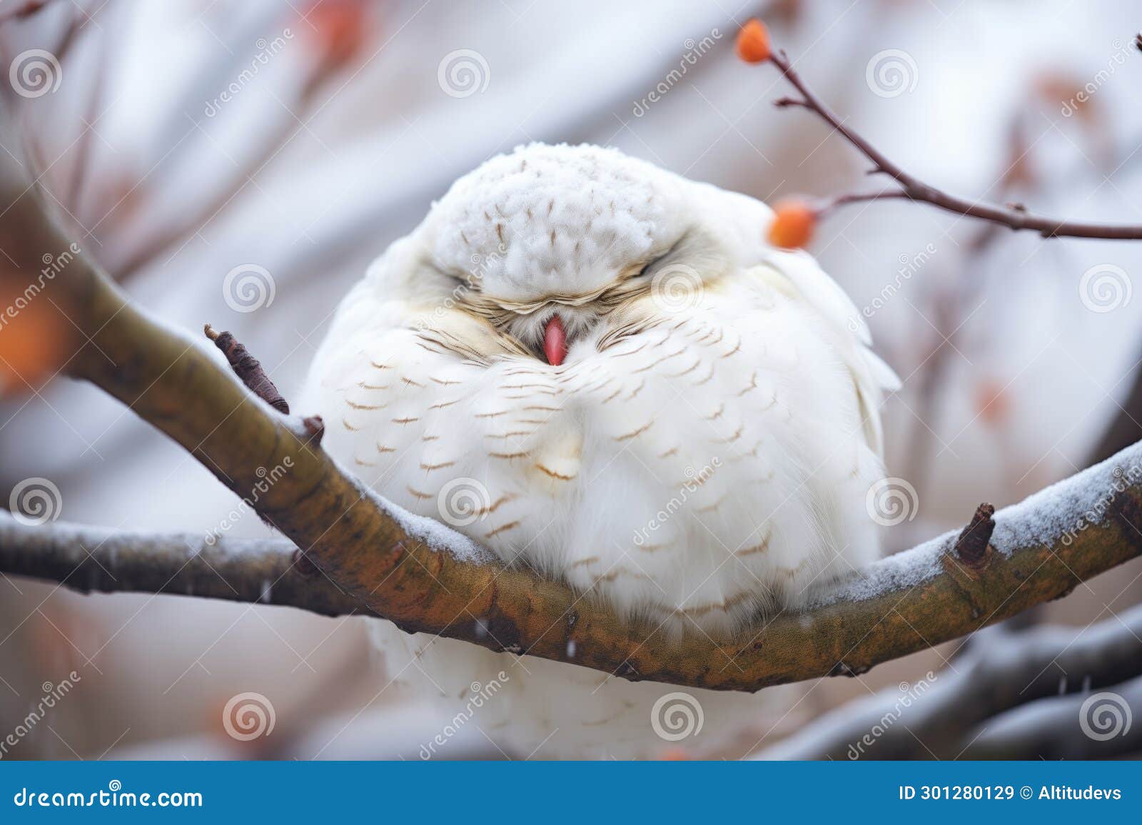Snowy Owl Napping on Apple Tree Branch in Daylight Stock Illustration ...