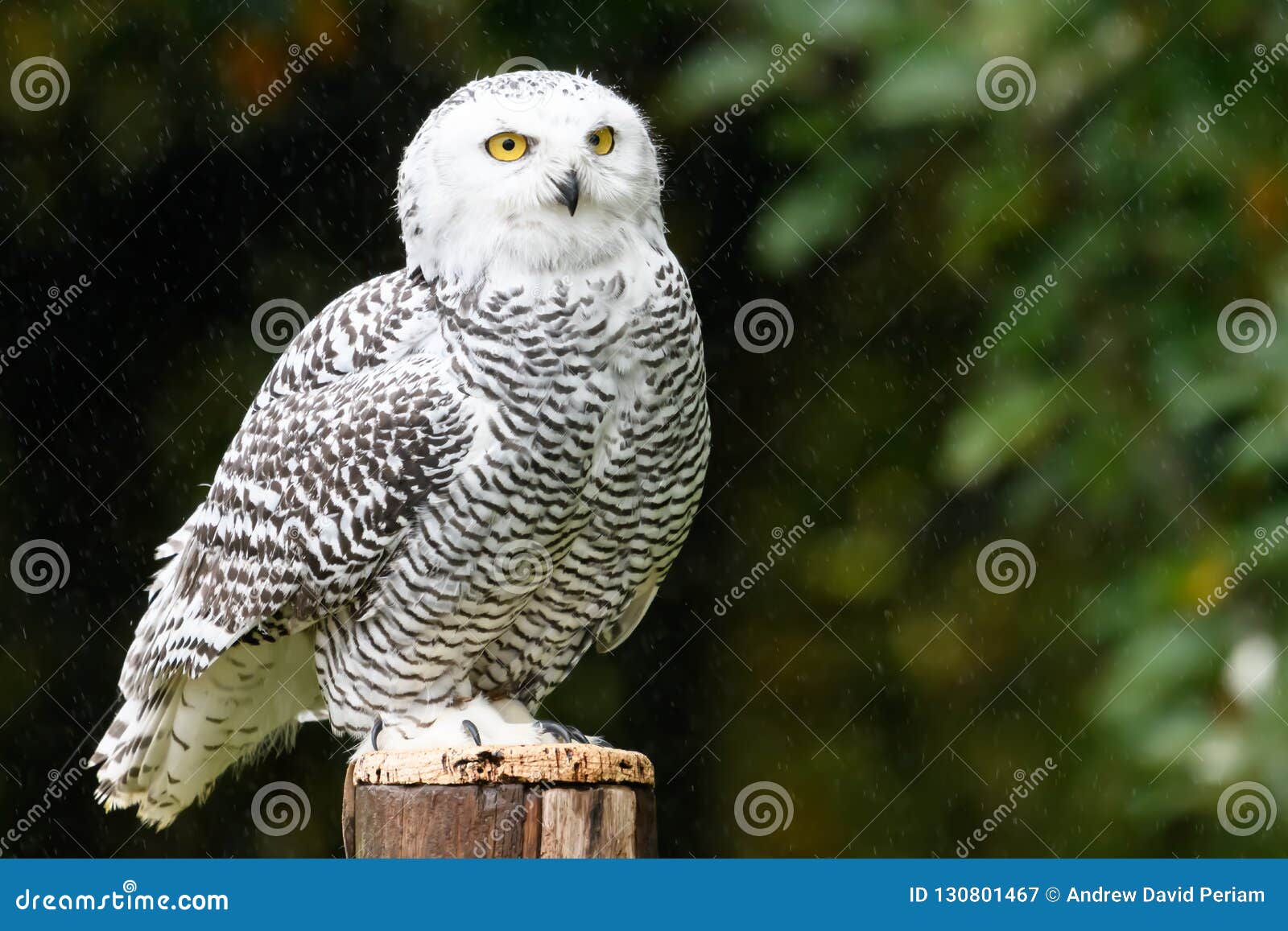 Snowy owl on a perch stock image. Image of feather, falconry - 130801467