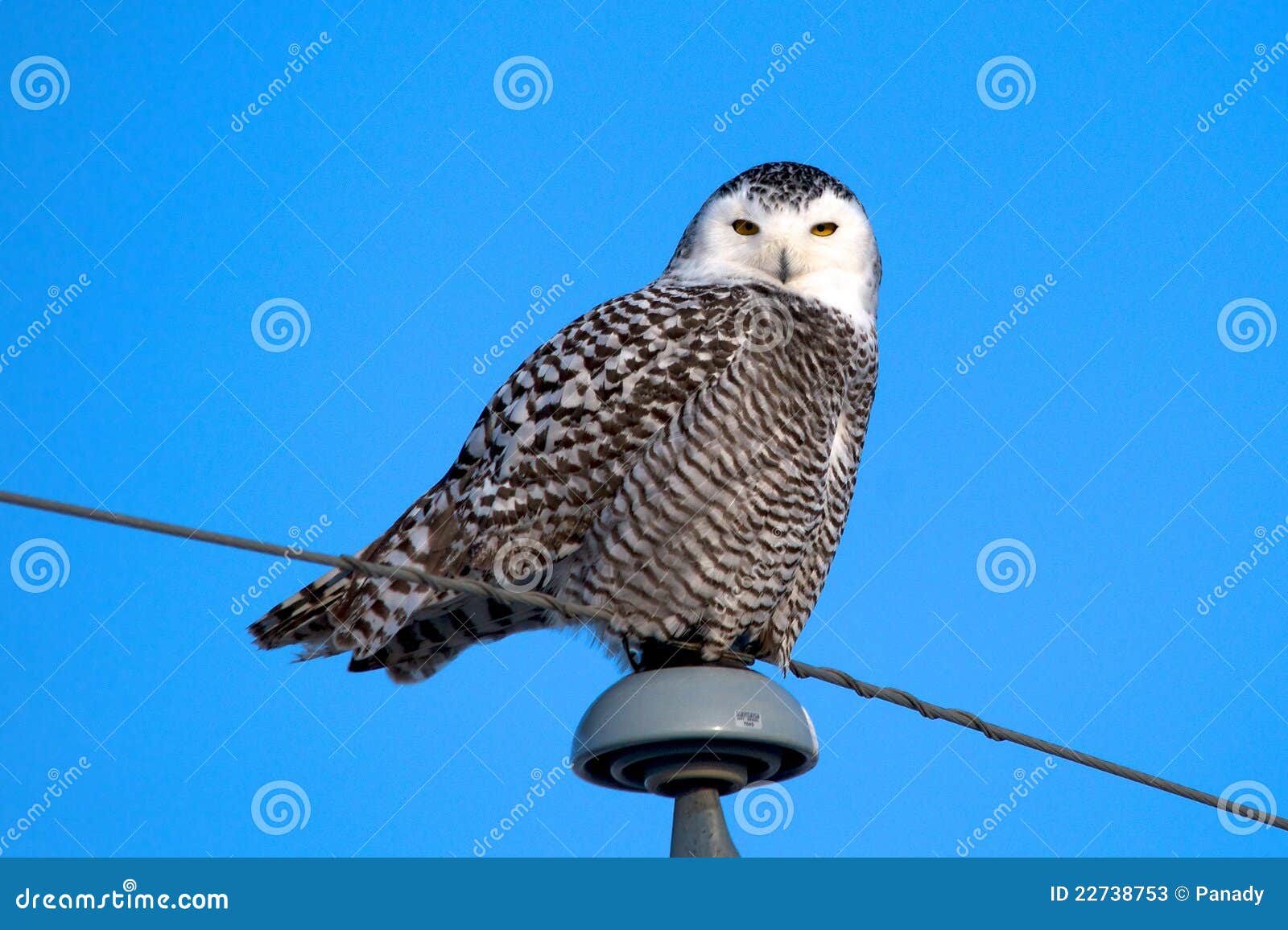 Snowy Owl perched stock image. Image of looking, beak - 22738753