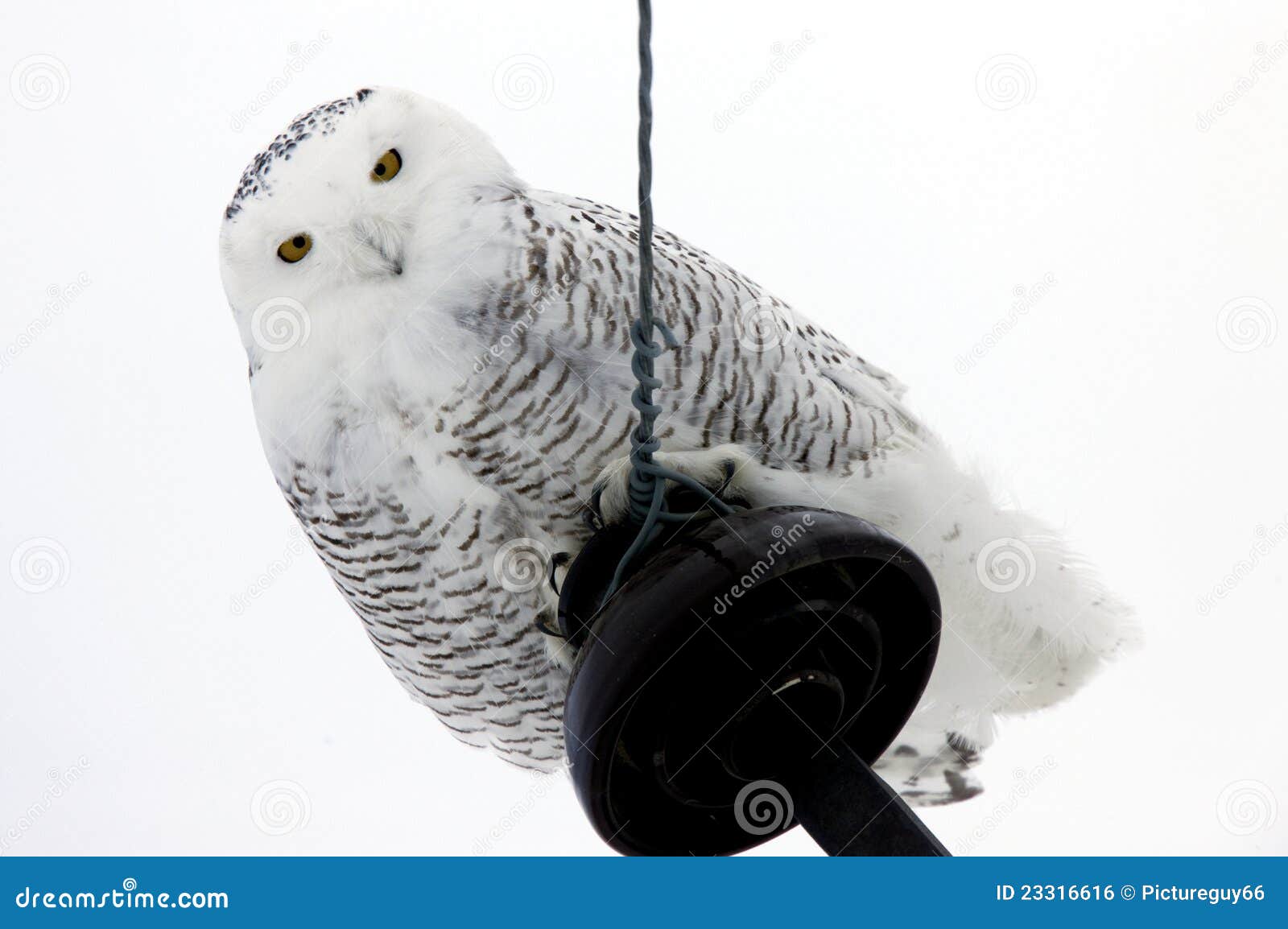 Snowy Owl Perched stock photo. Image of wildlife, eyes - 23316616
