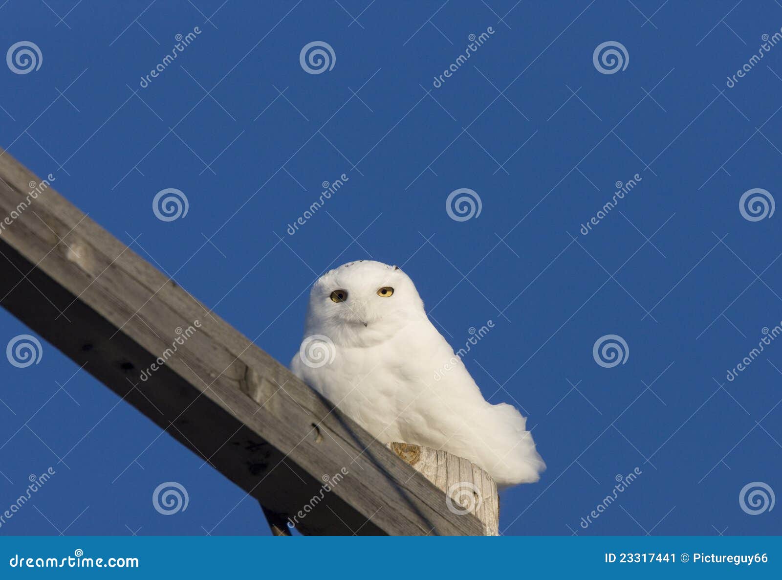 Snowy Owl Perched stock image. Image of white, isolated - 23317441