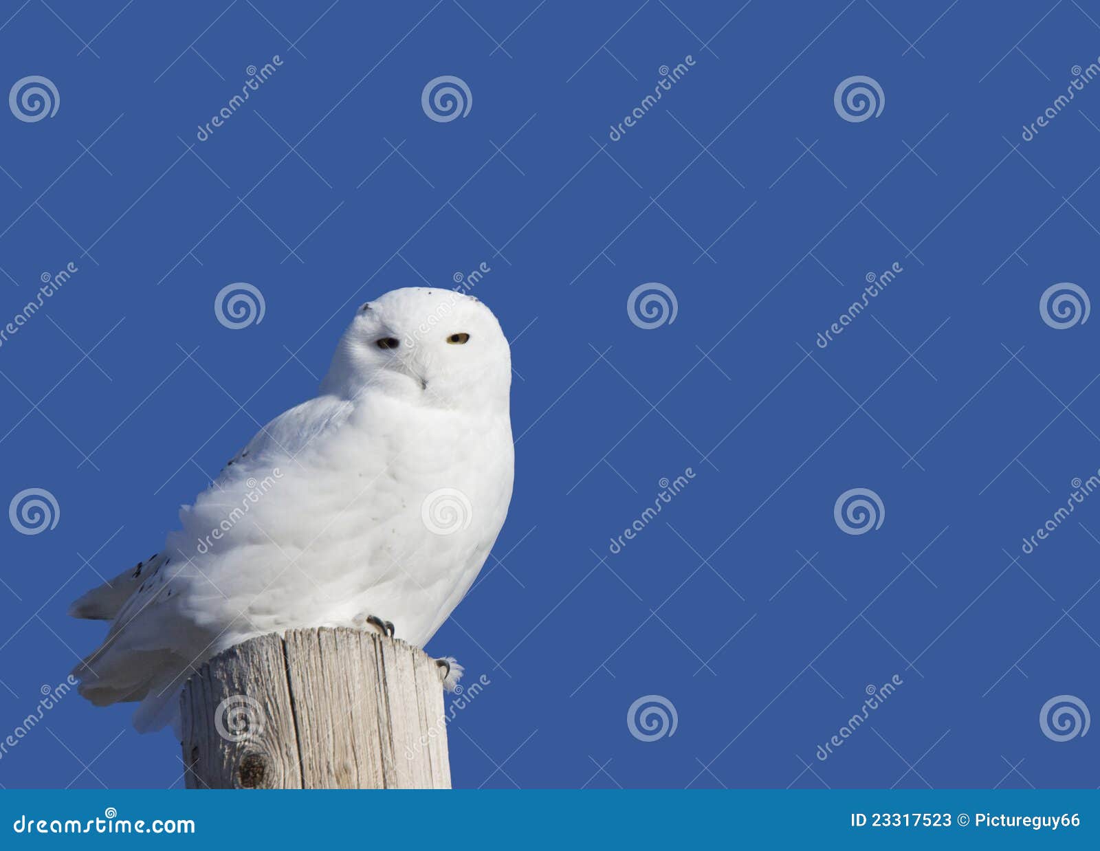 Snowy Owl Perched stock image. Image of isolated, wildlife - 23317523