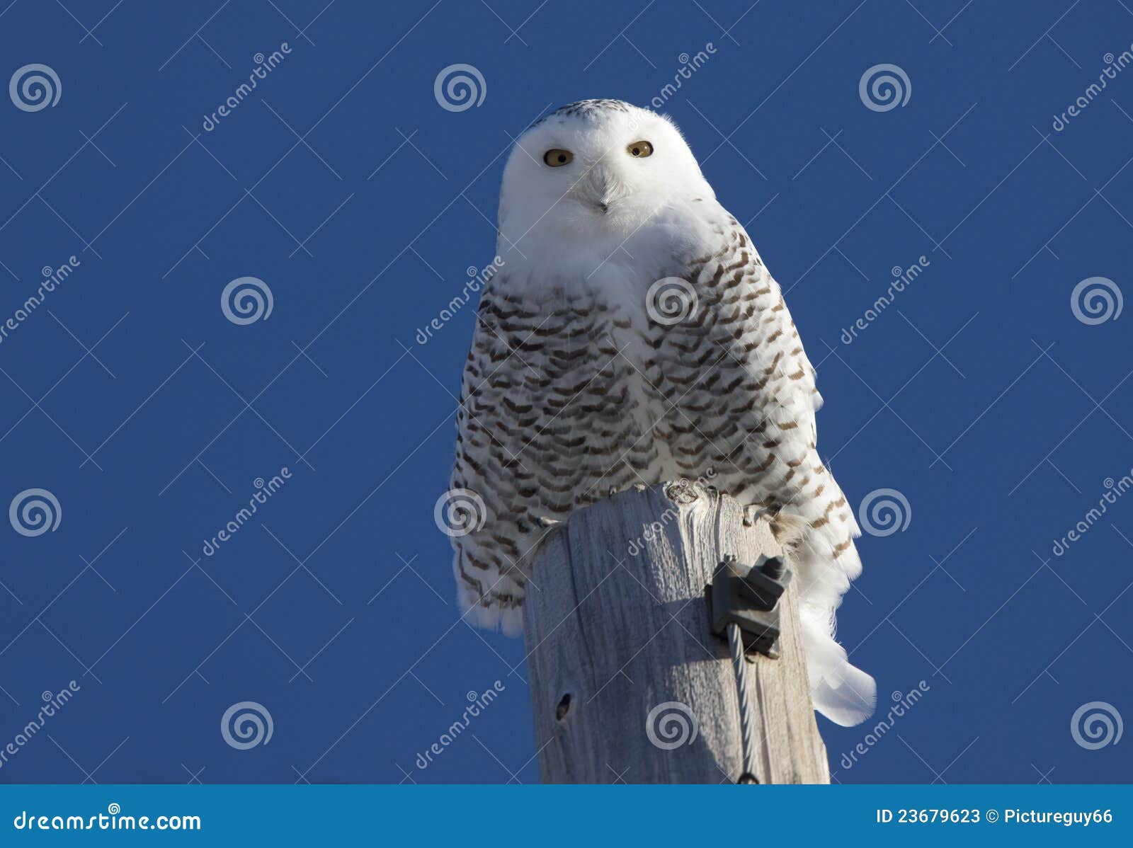 Snowy Owl Perched stock image. Image of plumage, nature - 23679623