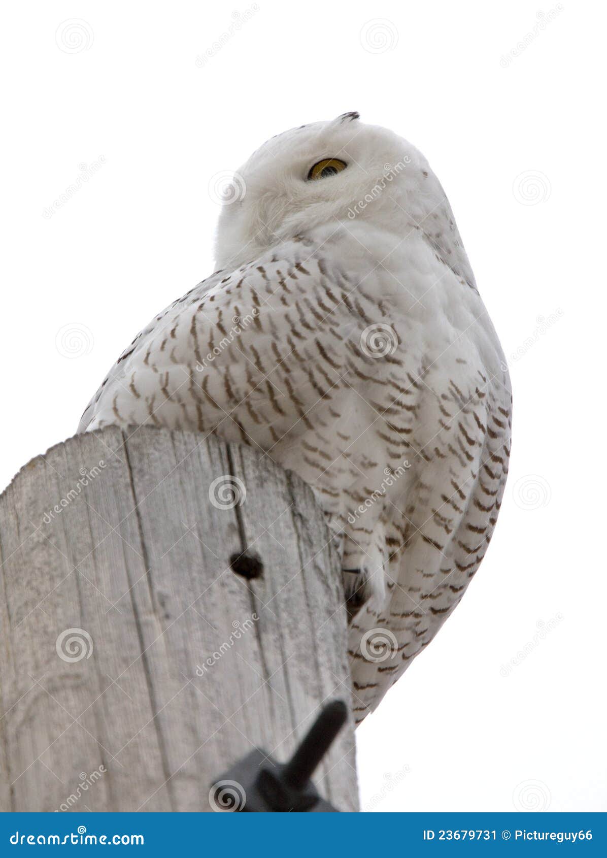 Snowy Owl Perched stock image. Image of wings, snow, looking - 23679731