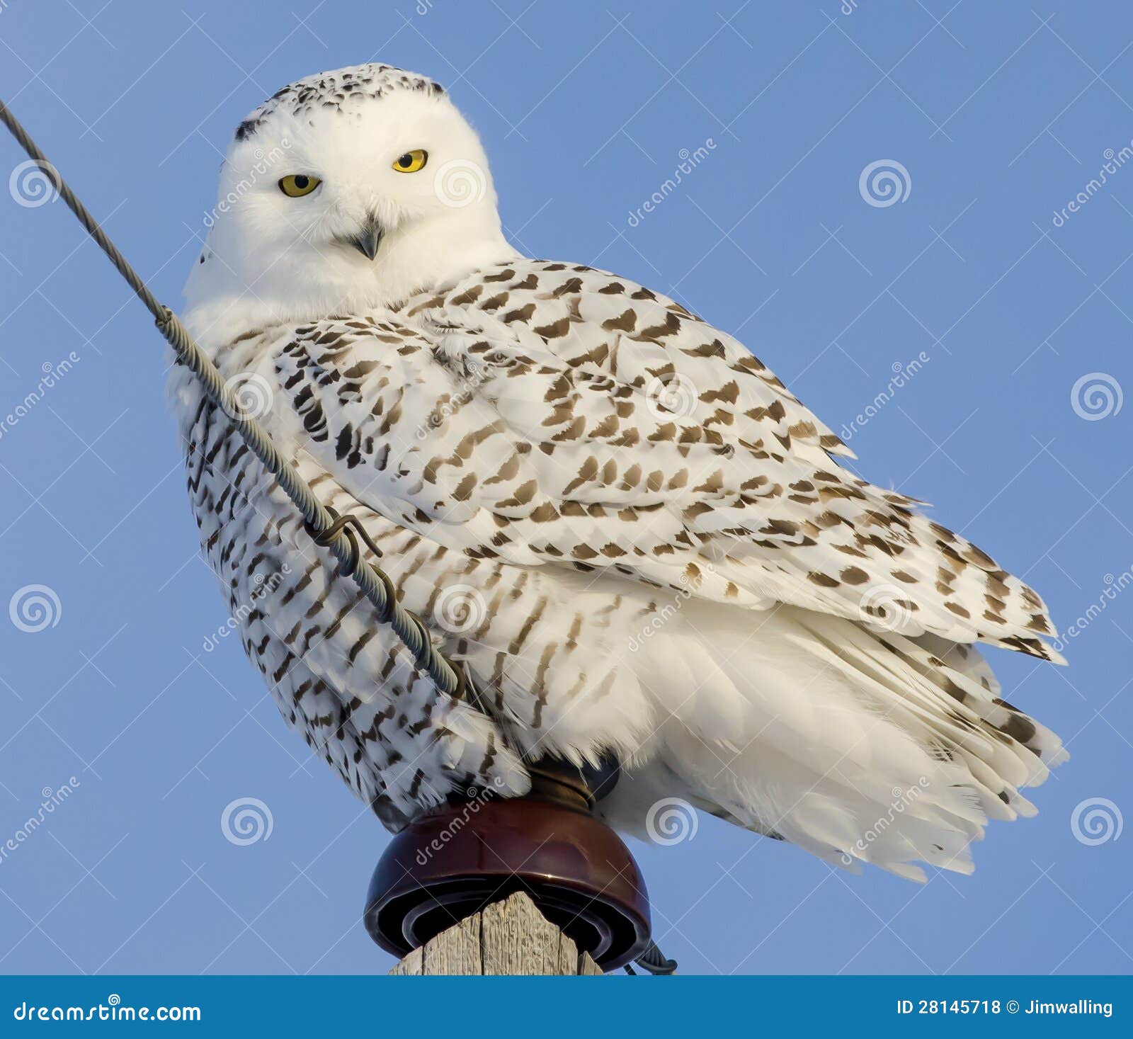 Snowy Owl Perched stock photo. Image of eyes, yellow - 28145718