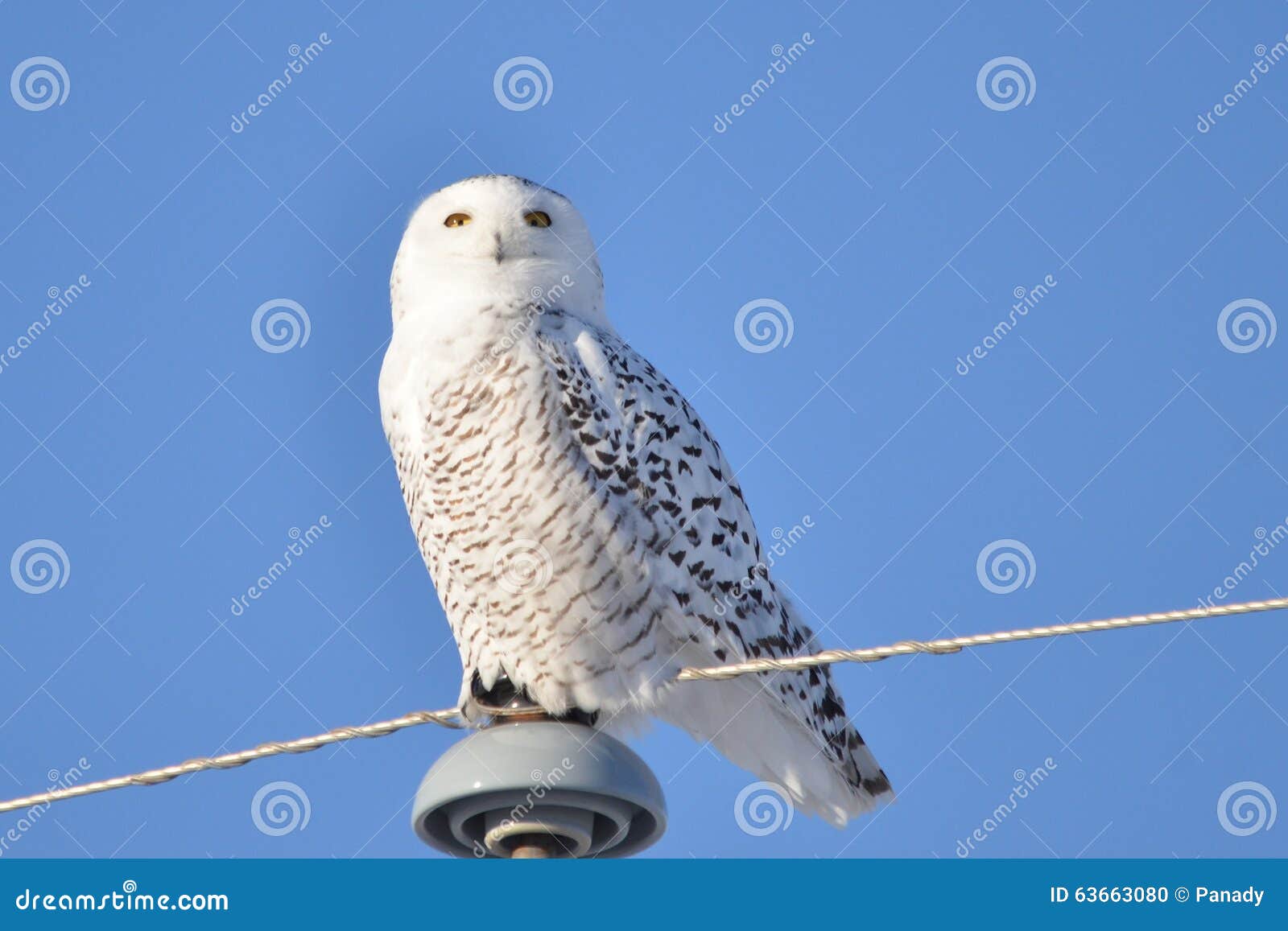 Snowy Owl Perched stock photo. Image of canada, birds - 63663080