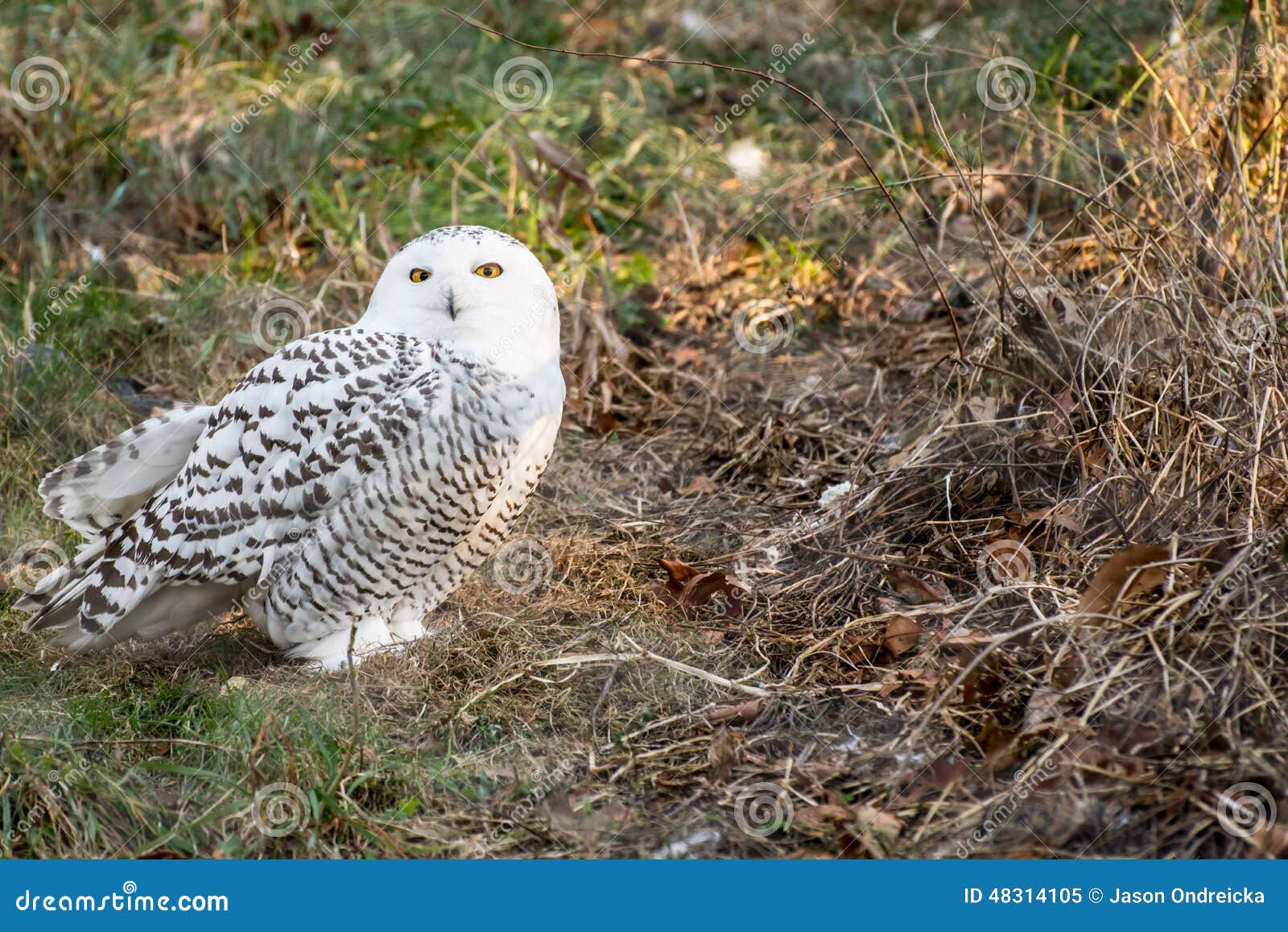 Snowy Owl stock image. Image of predator, healthy, perched - 48314105