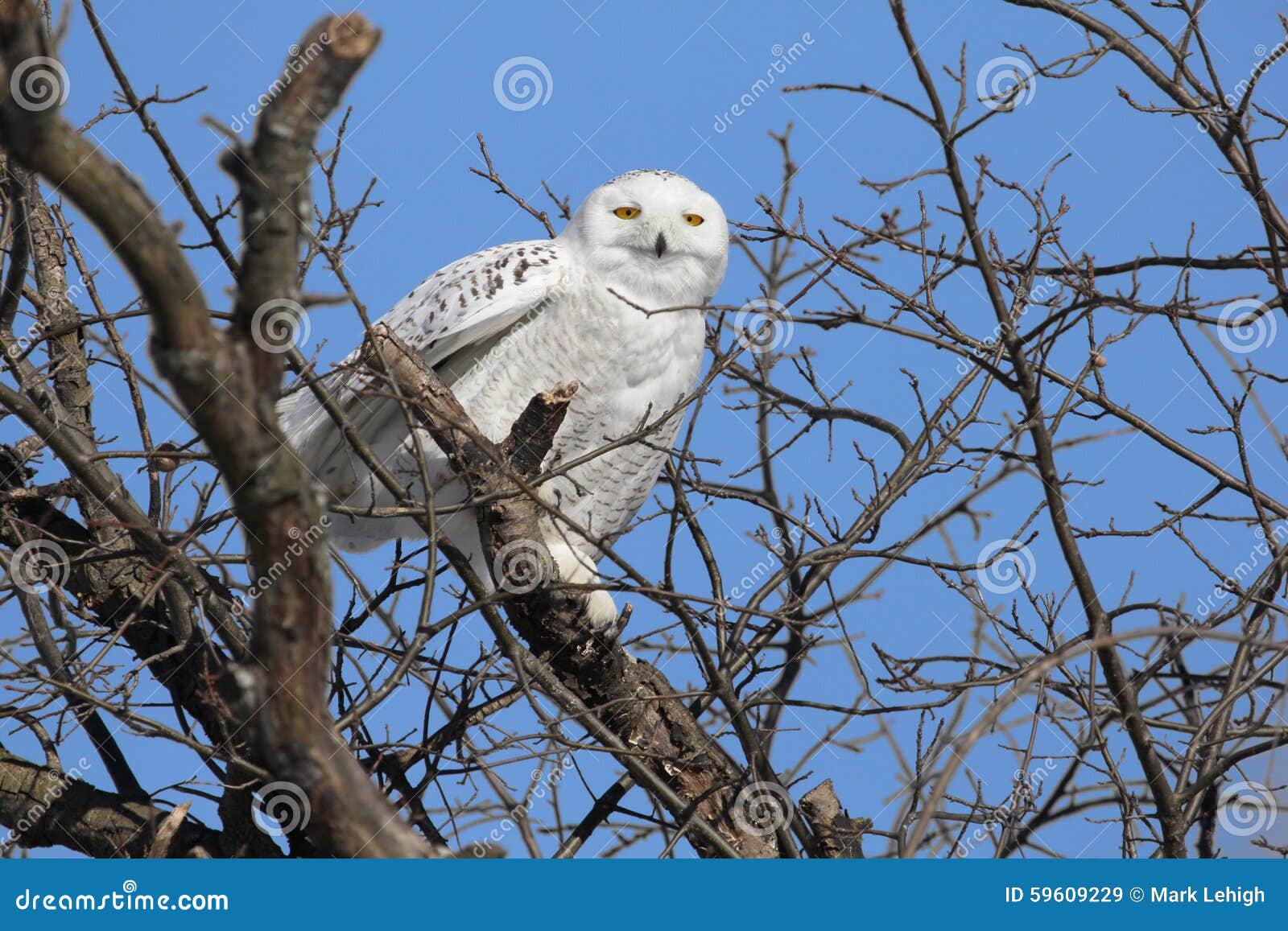 Snowy owl stock image. Image of angel, blue, contact - 59609229