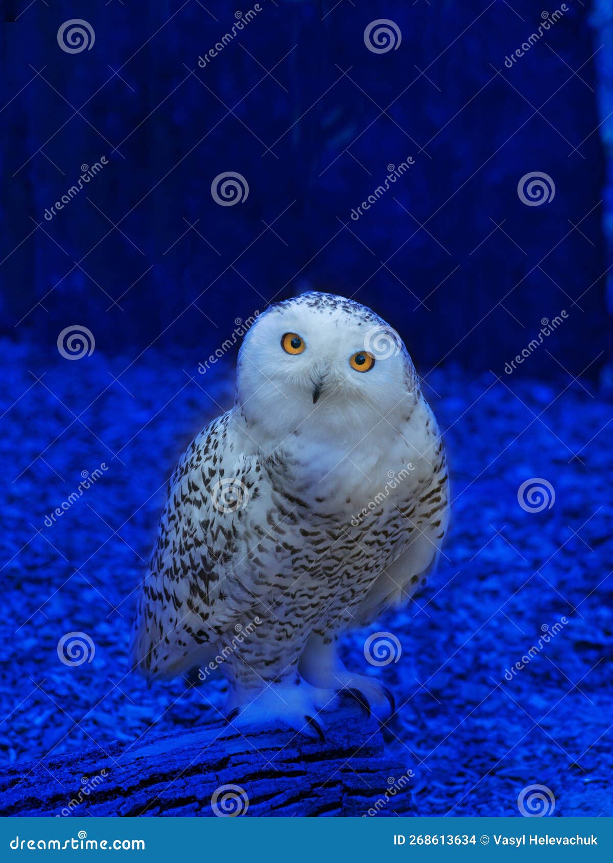 Snowy Owl Perched on a Tree in Evening Stock Photo - Image of hunting ...